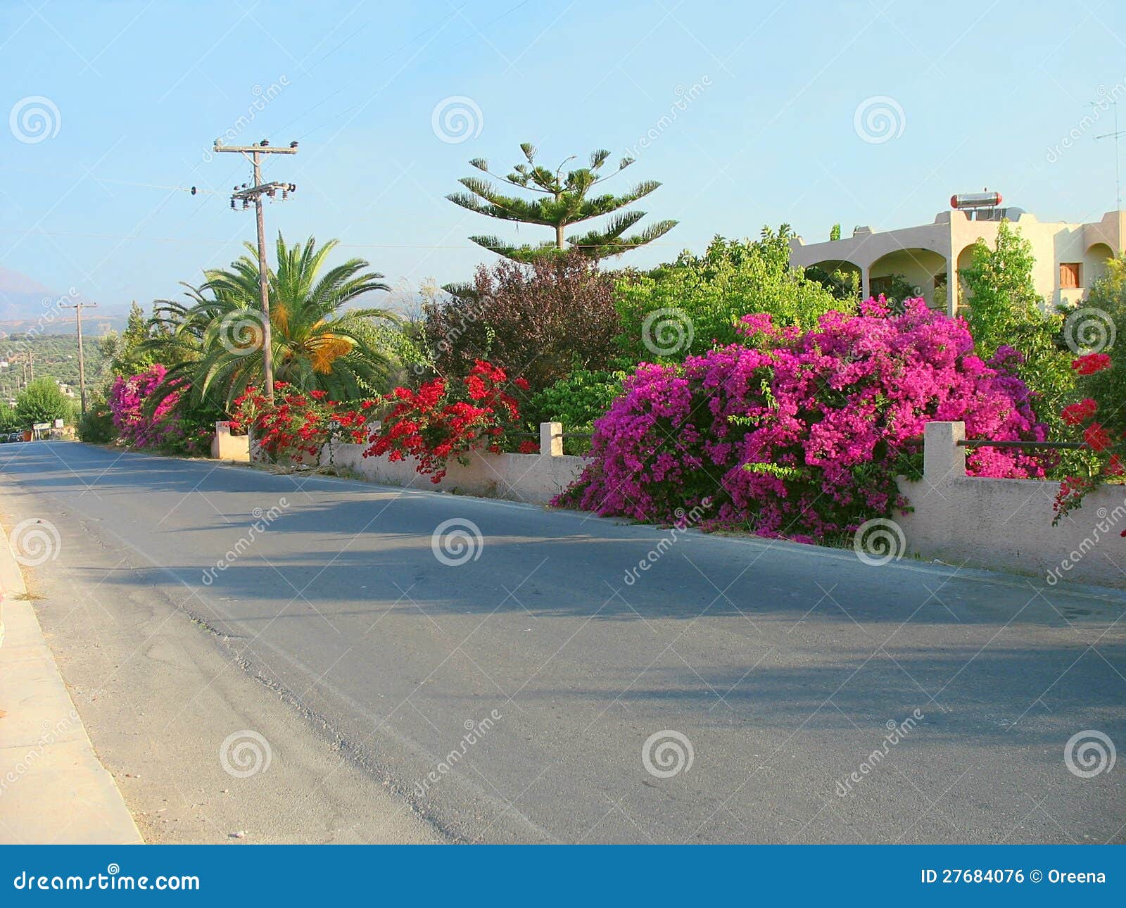 Flowers on a road stock photo. Image of road, flowering - 27684076
