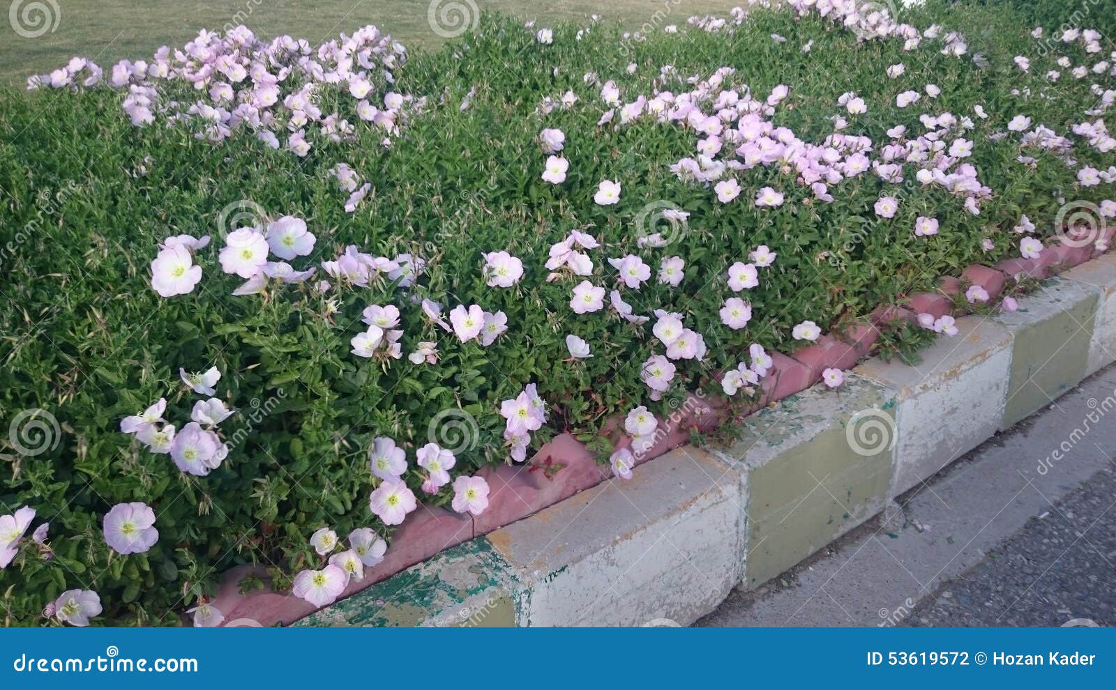 Flowers by the Road Side. stock photo. Image of side - 53619572