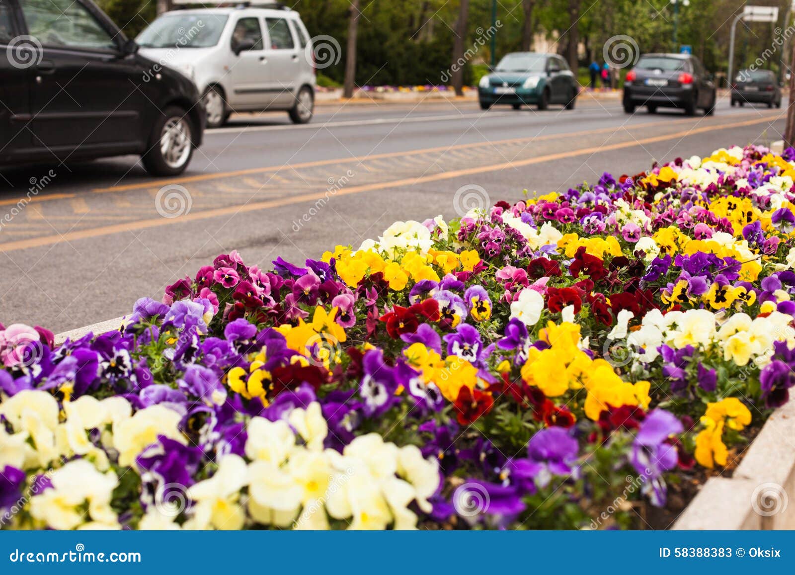 Flowers by the road stock image. Image of blossom, growth - 58388383