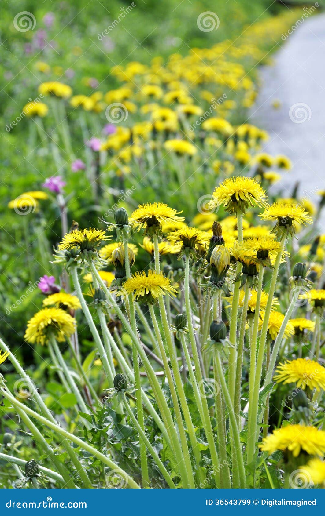 Flowers by the road stock image. Image of season, wild - 36543799
