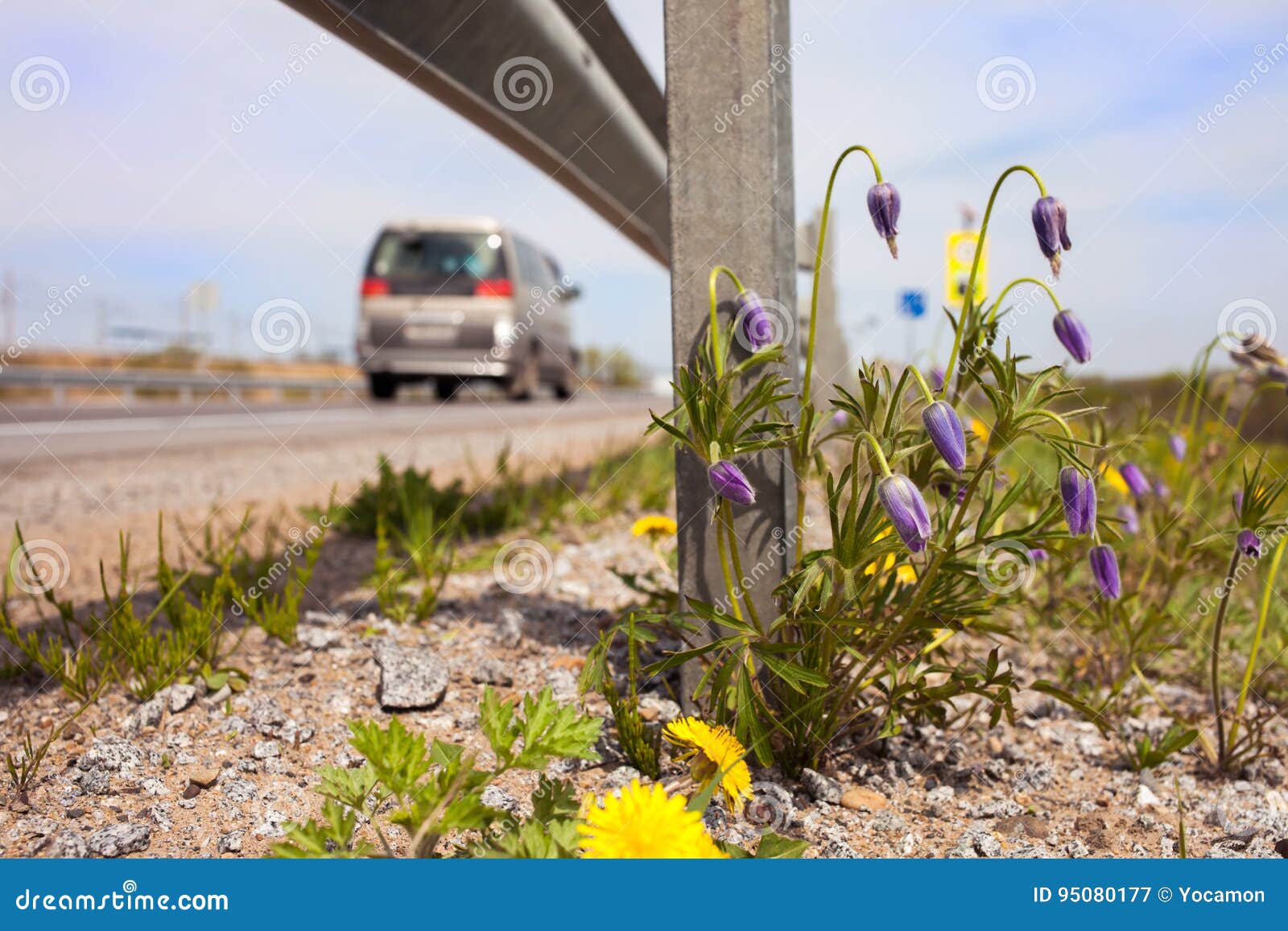 Flowers at roadside stock image. Image of pulsatilla - 95080177