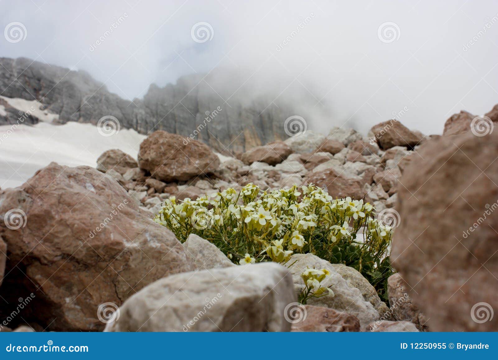 Flowers on the rock stock image. Image of faraway, rock - 12250955