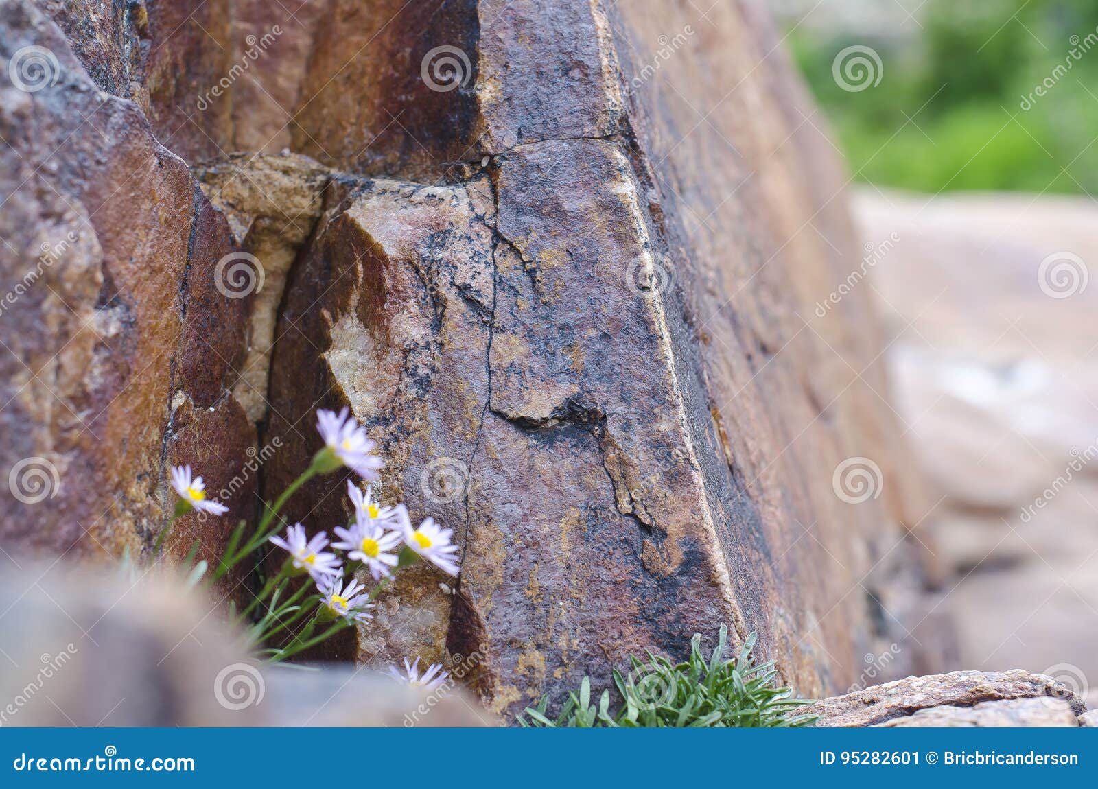 Flowers in a rock stock image. Image of rock, park, hike - 95282601