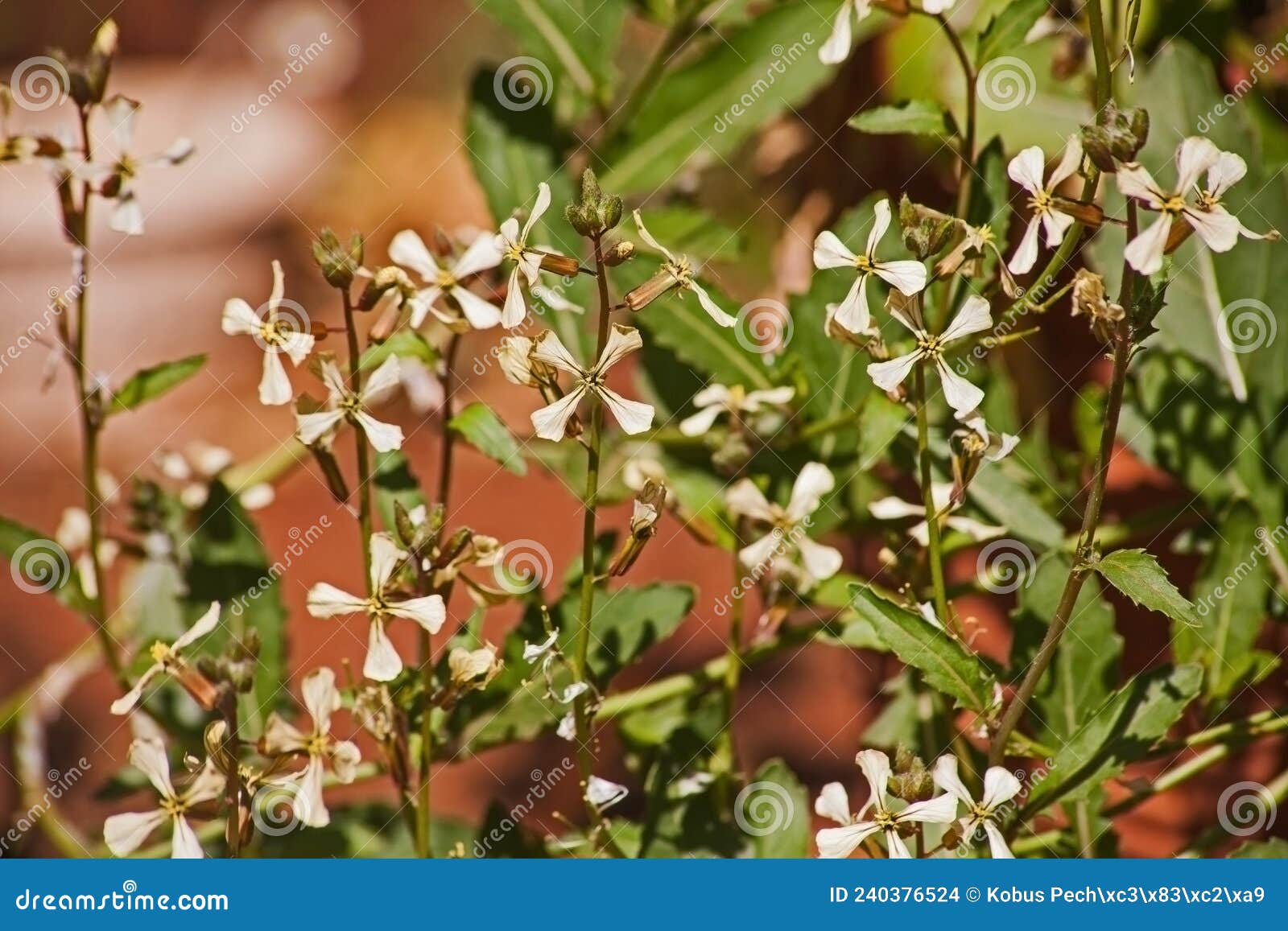 Flowers of the Rocket Plant 13439 Stock Photo - Image of petal, macro ...
