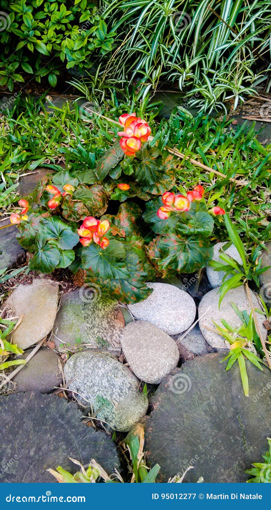 Flowers on the rocks stock image. Image of garden, flowers - 95012277