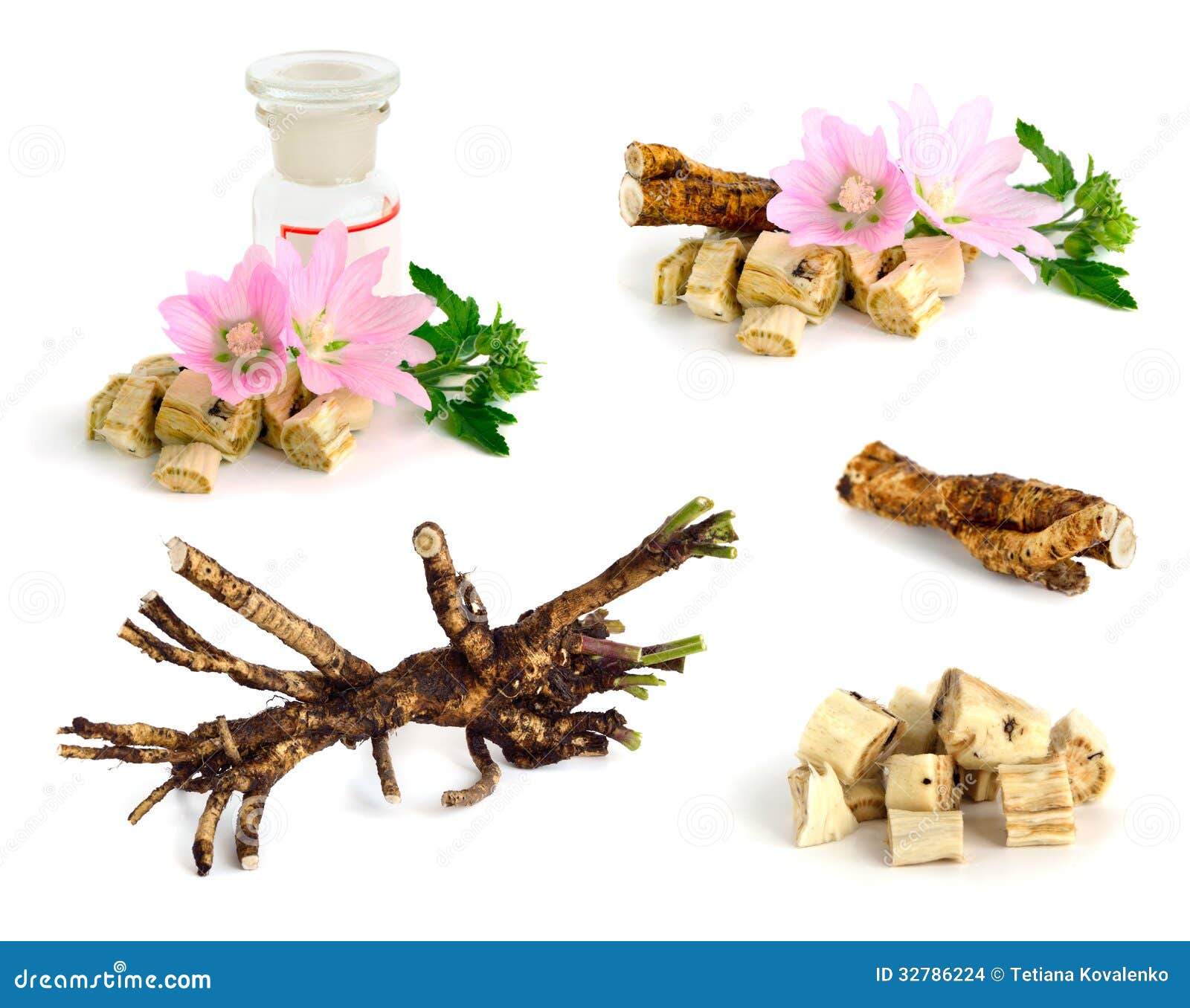 Flowers and Roots Althaea (genus) Stock Photo - Image of life ...