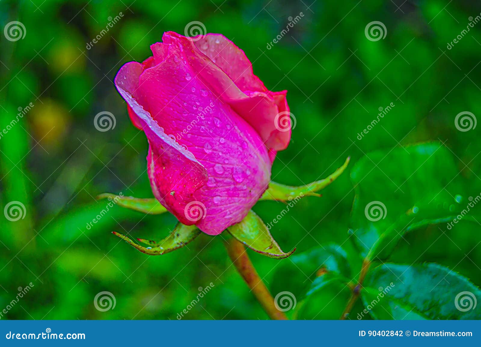 Flowers rose color red stock photo. Image of beautiful - 90402842