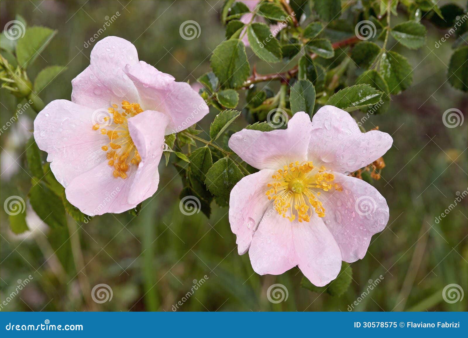 Flowers of rose hips stock image. Image of leaves, plants - 30578575