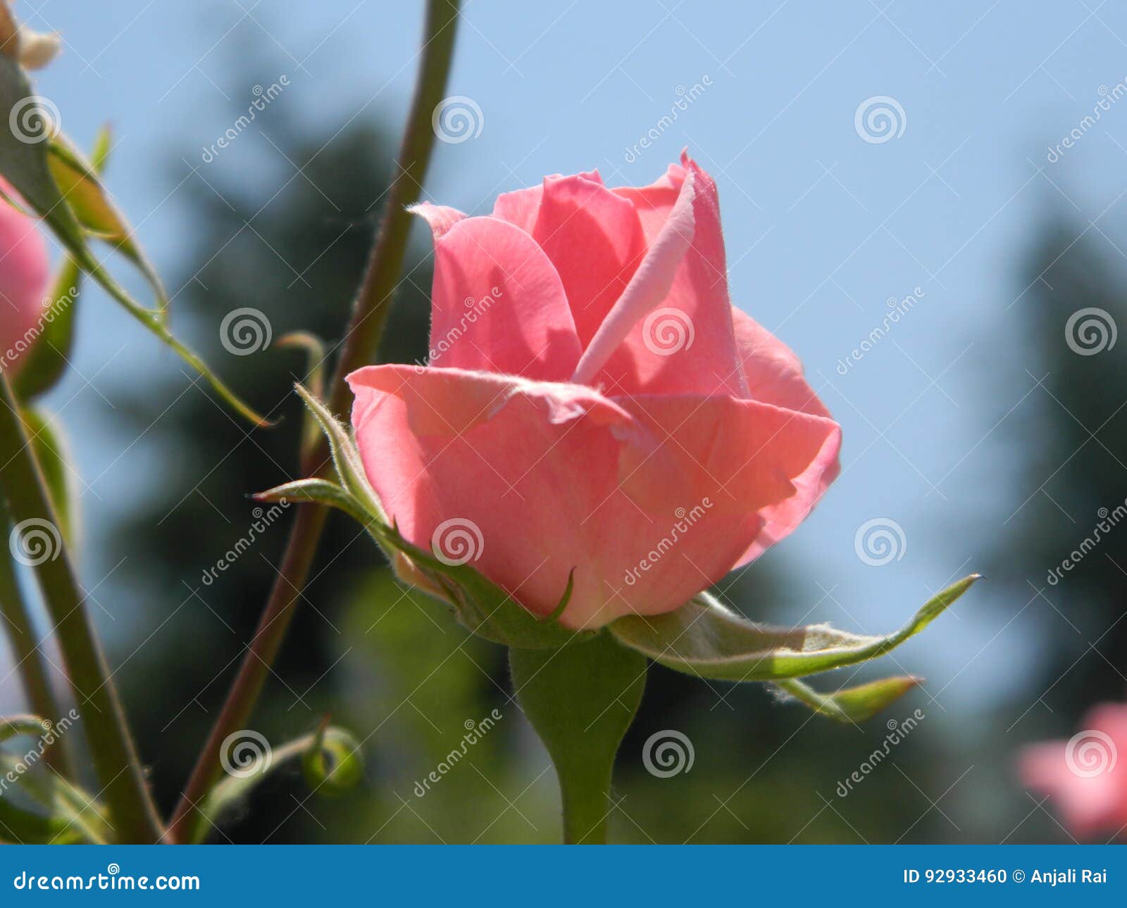 Flowers stock photo. Image of fully, still, flowers, rose - 92933460