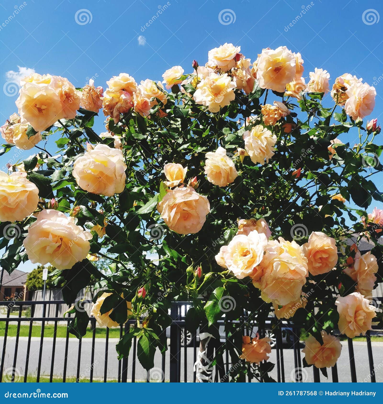 Flowers Rose potrait stock photo. Image of flower, shrub - 261787568