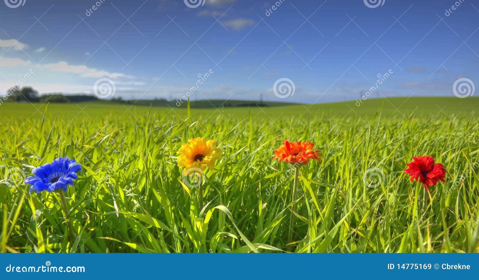 Flowers in a row stock image. Image of landscape, garden - 14775169