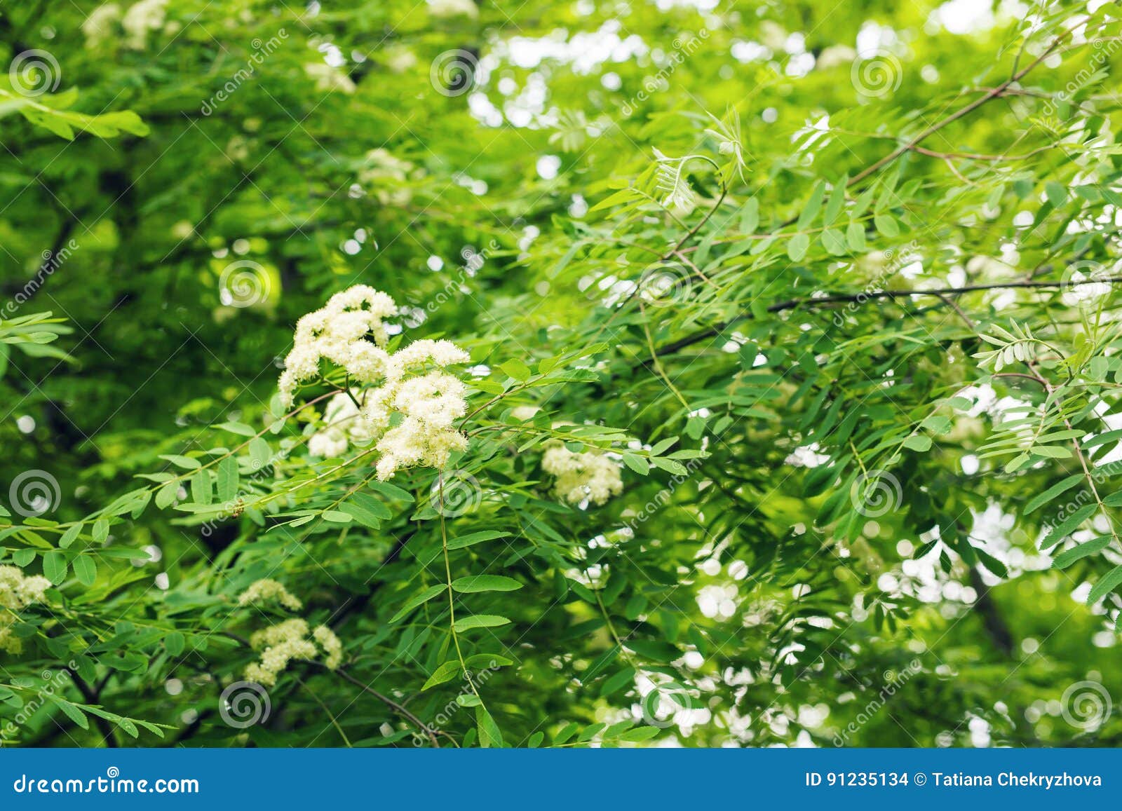 Flowers Rowan in Spring Time. White Flowers of the Tree Close-up Stock ...
