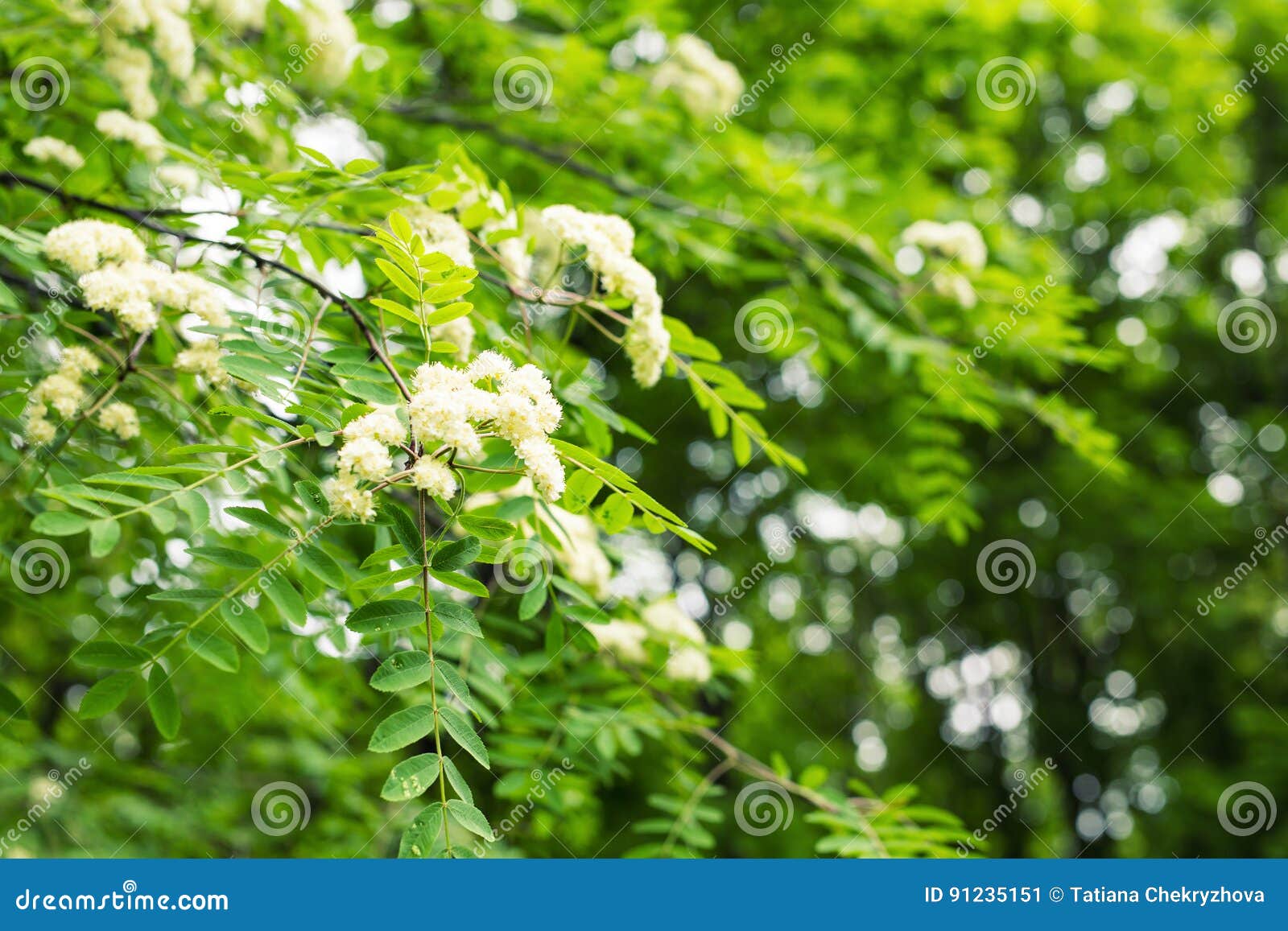 Flowers Rowan in Spring Time. White Flowers of the Tree Close-up Stock ...