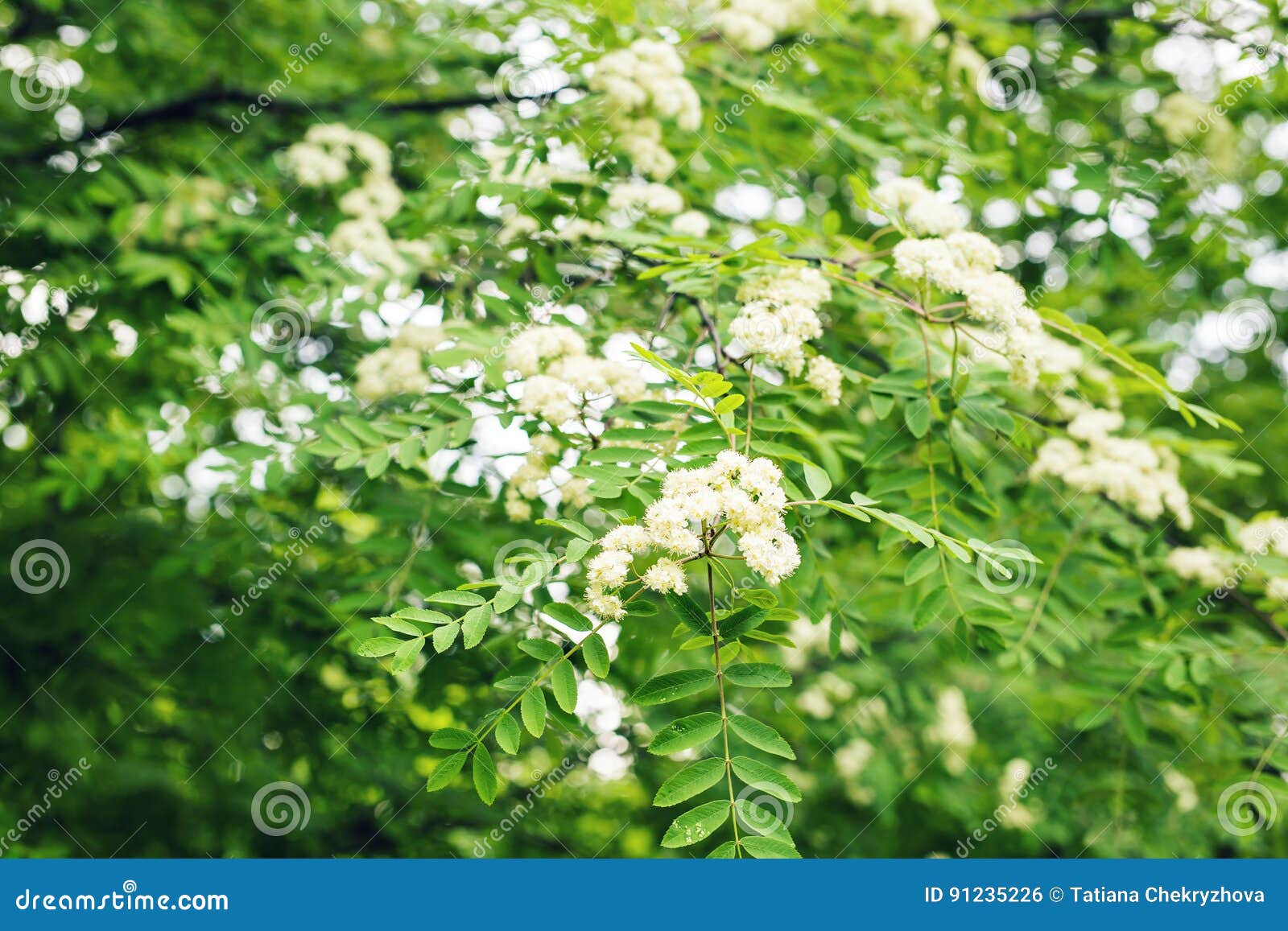 Flowers Rowan in Spring Time. White Flowers of the Tree Close-up Stock ...