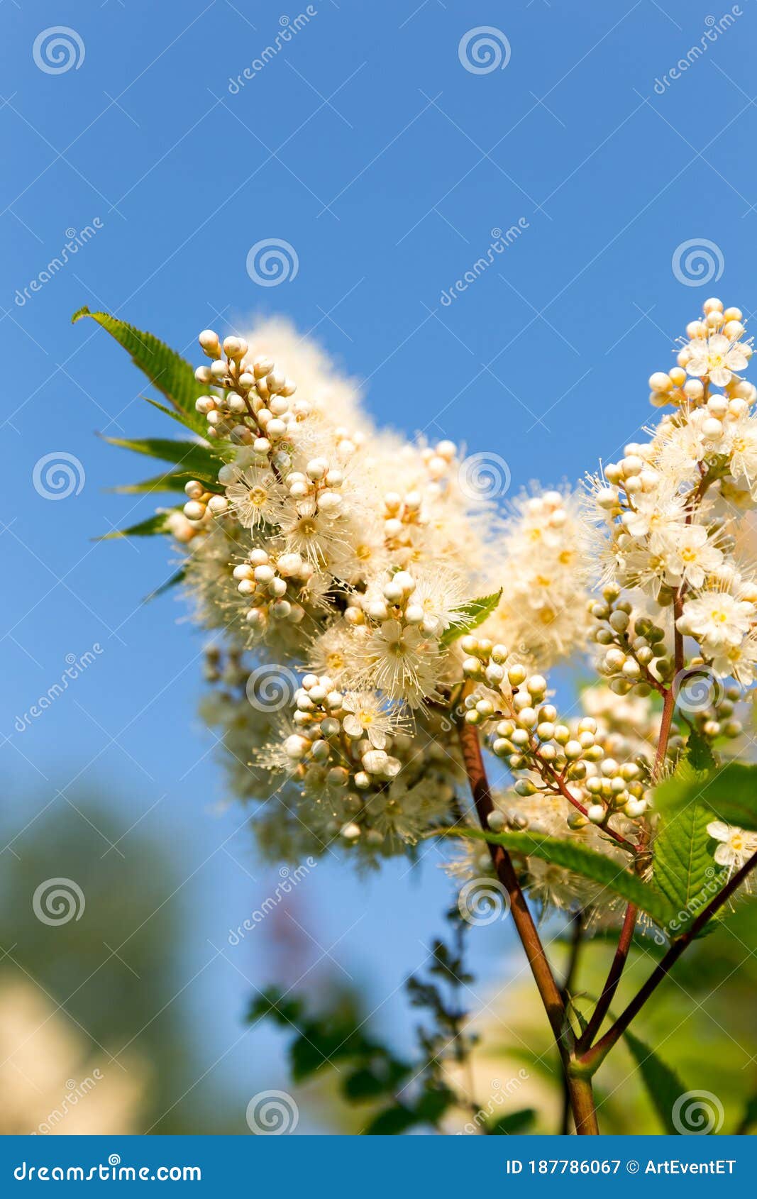 Flowers of Rowan tree stock image. Image of dicotyledons - 187786067