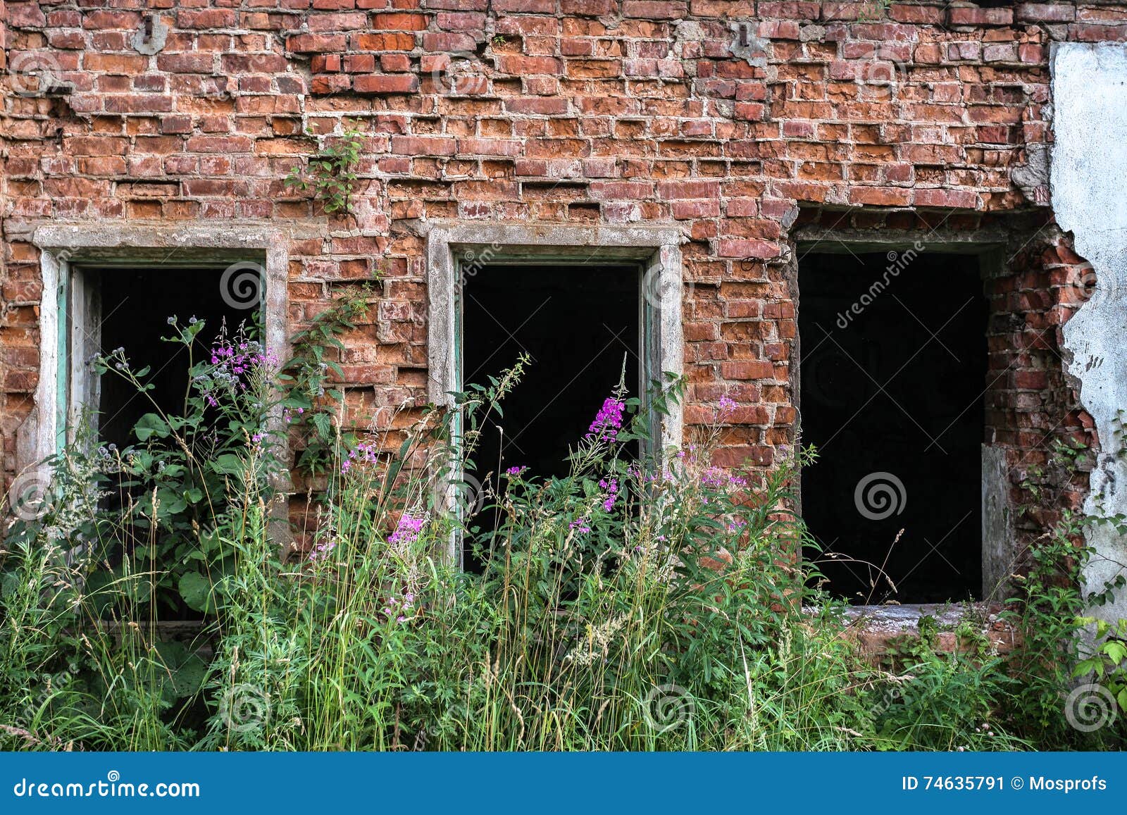 Flowers on ruins stock image. Image of ruins, nature - 74635791