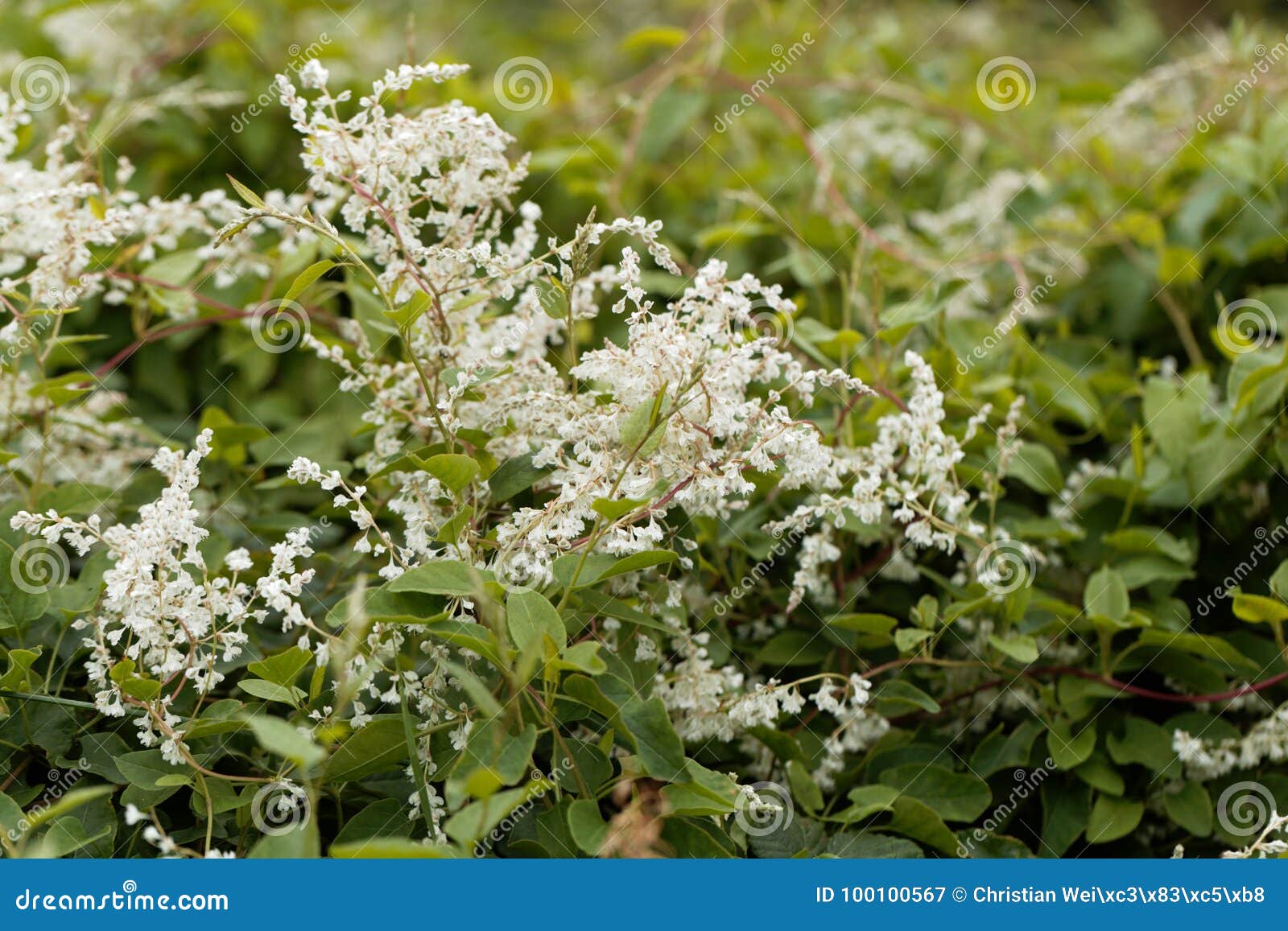 Russian Vine Fallopia Baldschuanica Stock Image - Image of nature ...