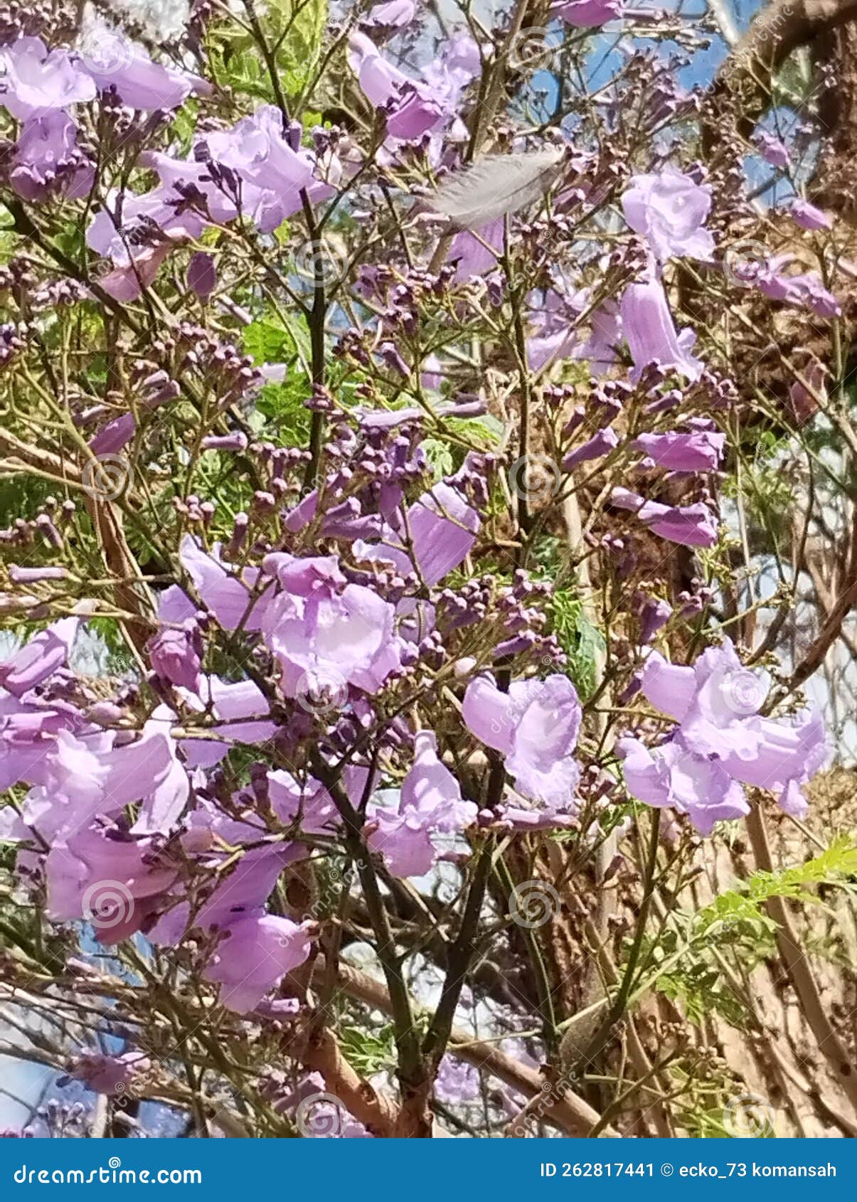 Flowers sakura semi stock image. Image of flowers, cliffs - 262817441