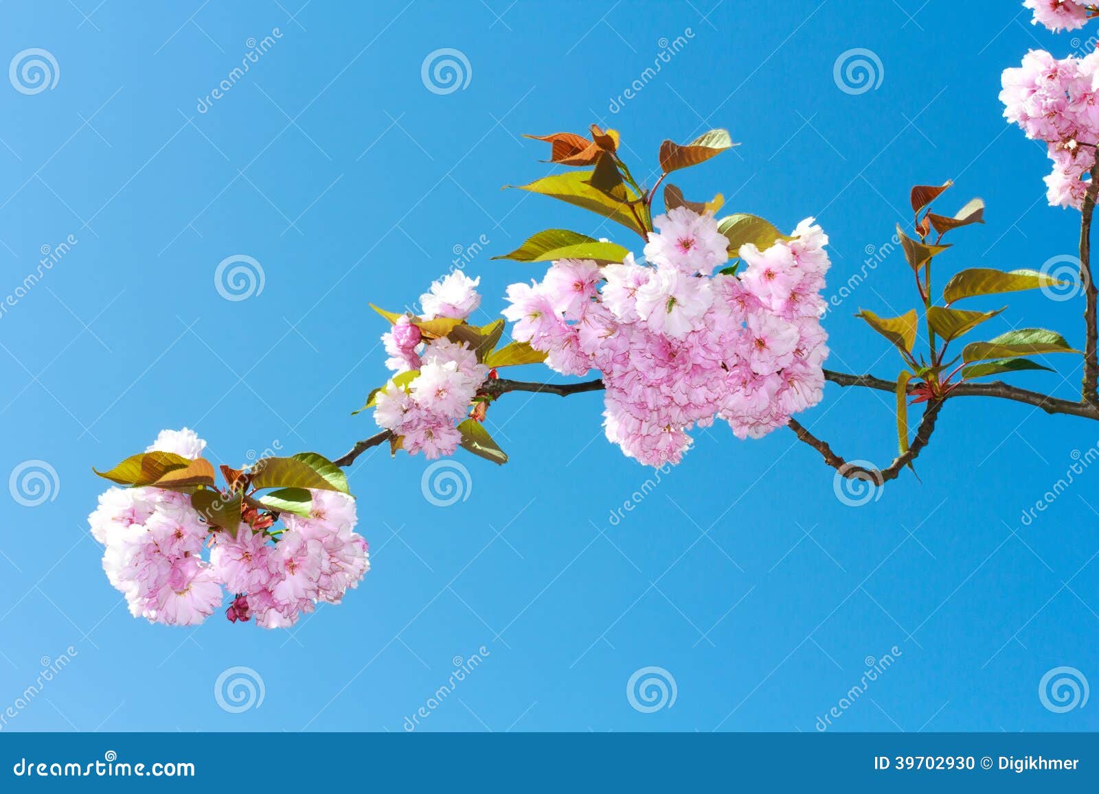 Flowers Sakura Spring Pink Blossoms Stock Photo - Image of decoration ...