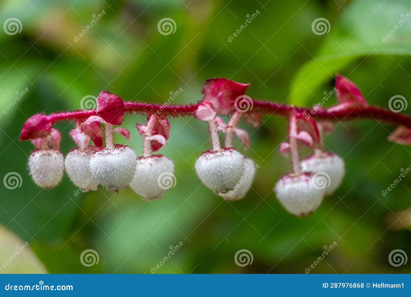 Flowers of Salal stock photo. Image of grass, herb, wildflower - 287976868