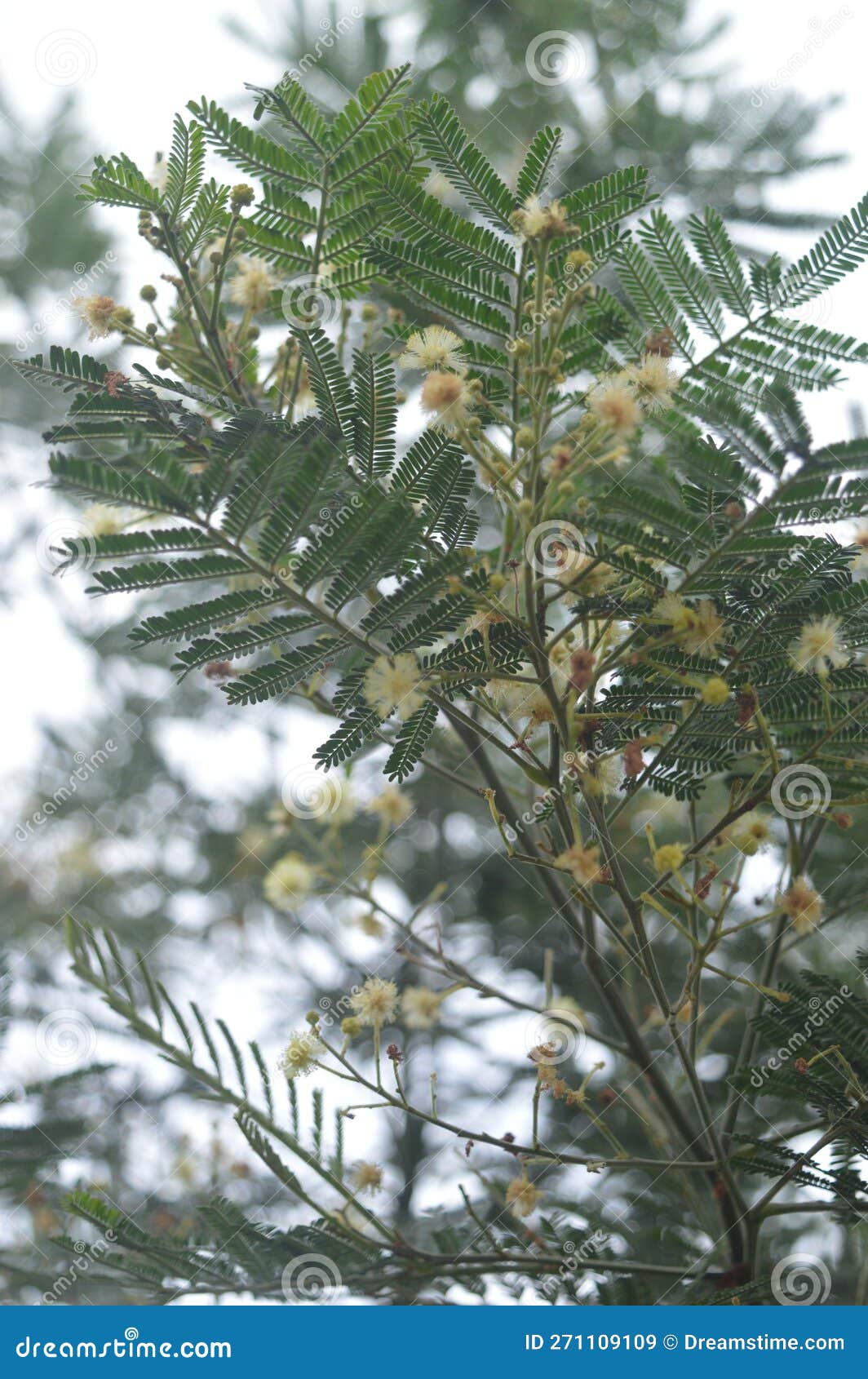 The Flowers of the Samanea Saman Tree Stock Image - Image of winter ...