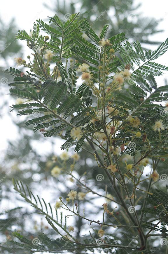 The Flowers of the Samanea Saman Tree Stock Image - Image of winter ...