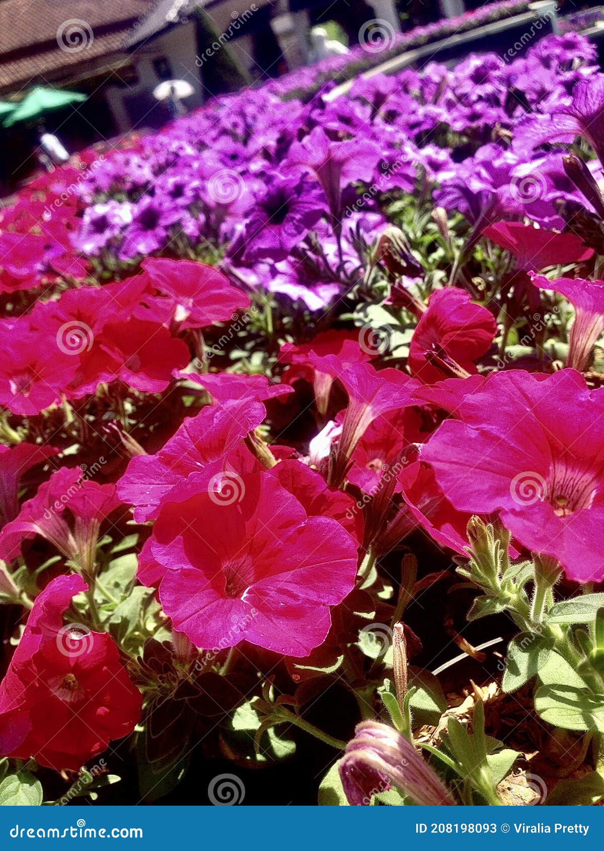 Flowers stock image. Image of flower, nature, garden - 208198093