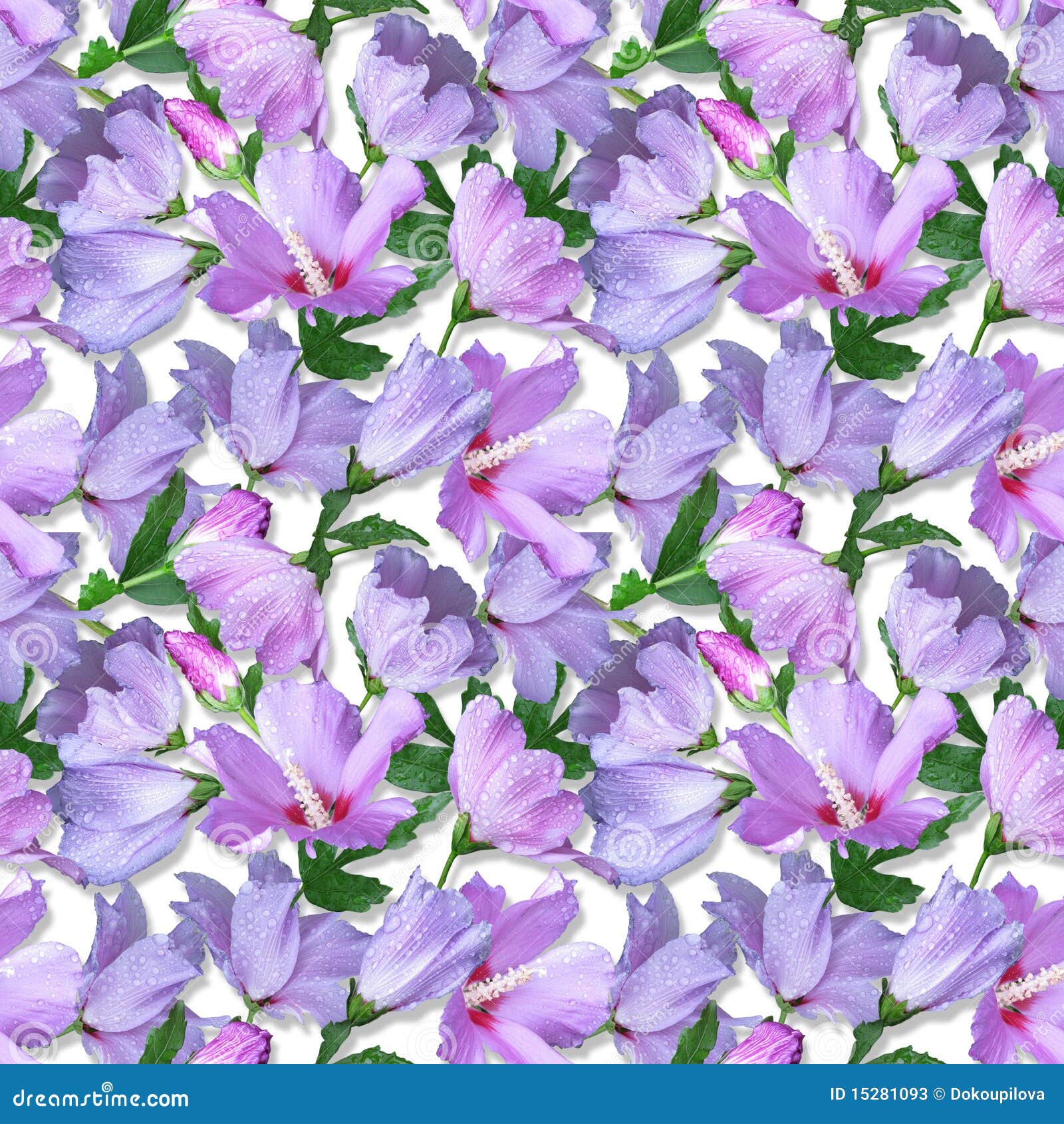 Flowers sample hibicus stock image. Image of herb, beautiful - 15281093