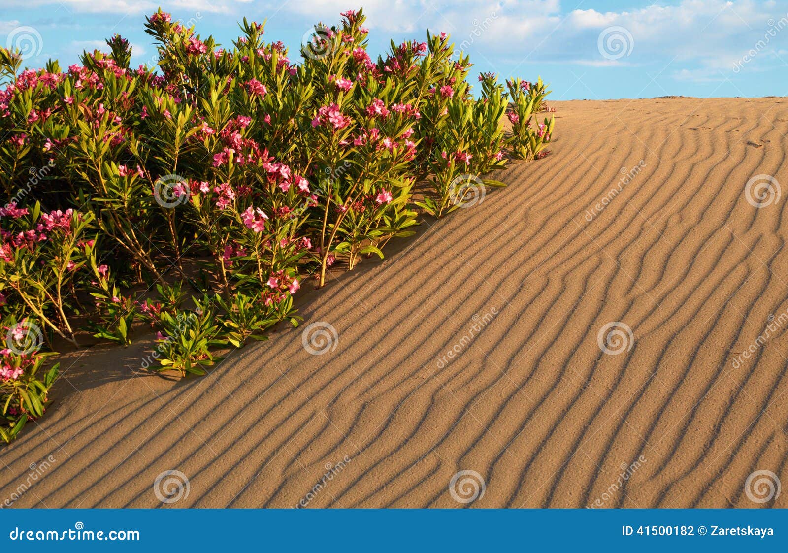 Flowers in sand stock photo. Image of desert, blue, natural - 41500182