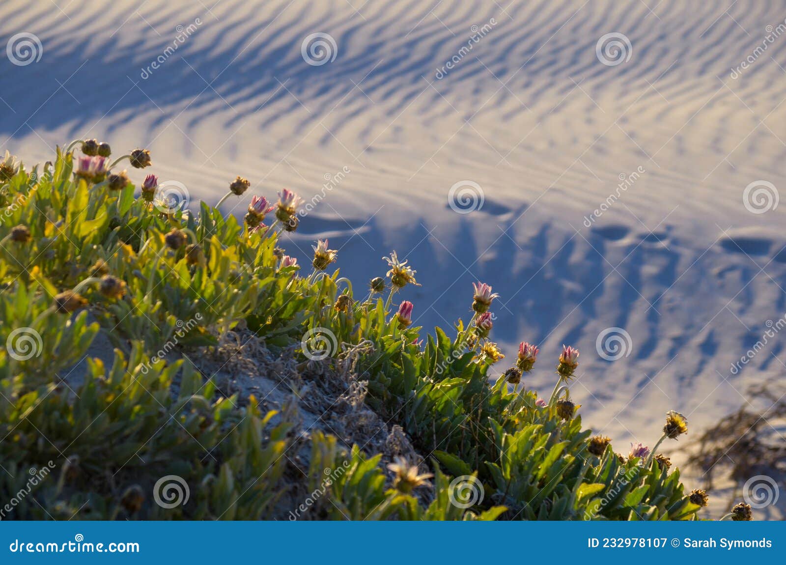 Flowers on the sand dunes stock image. Image of nature - 232978107