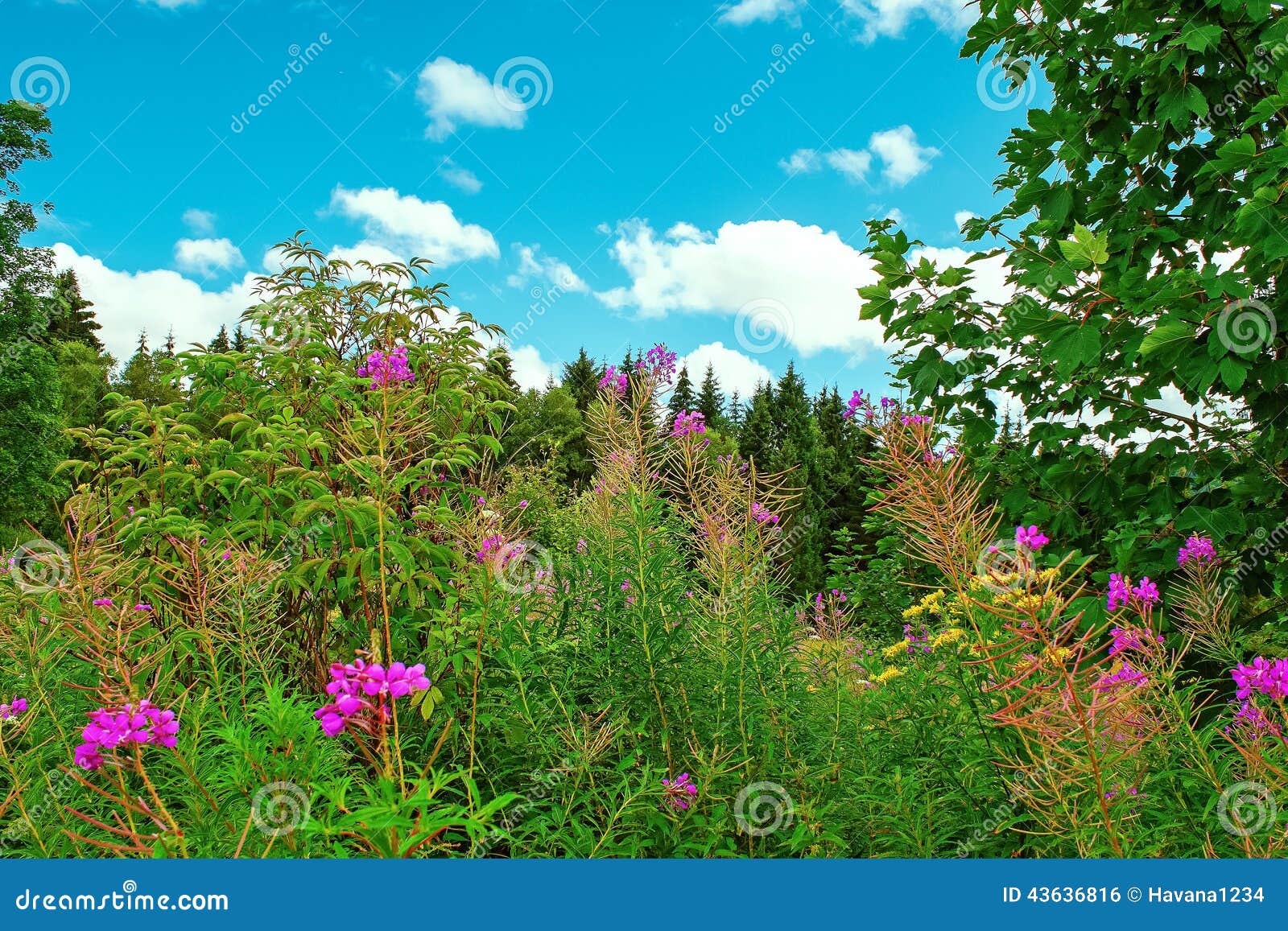 Flowers Scene in the Mountains of the Black Forest Germany. Stock Photo ...