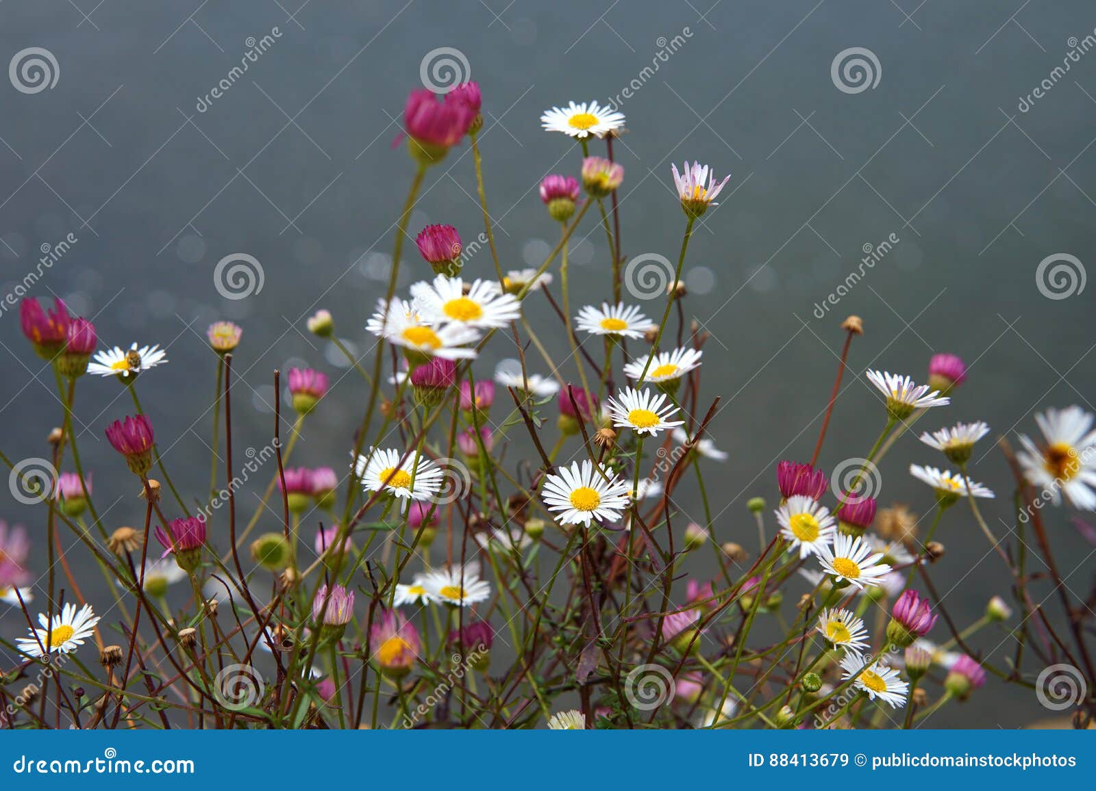 Flowers And The Sea Picture. Image: 88413679