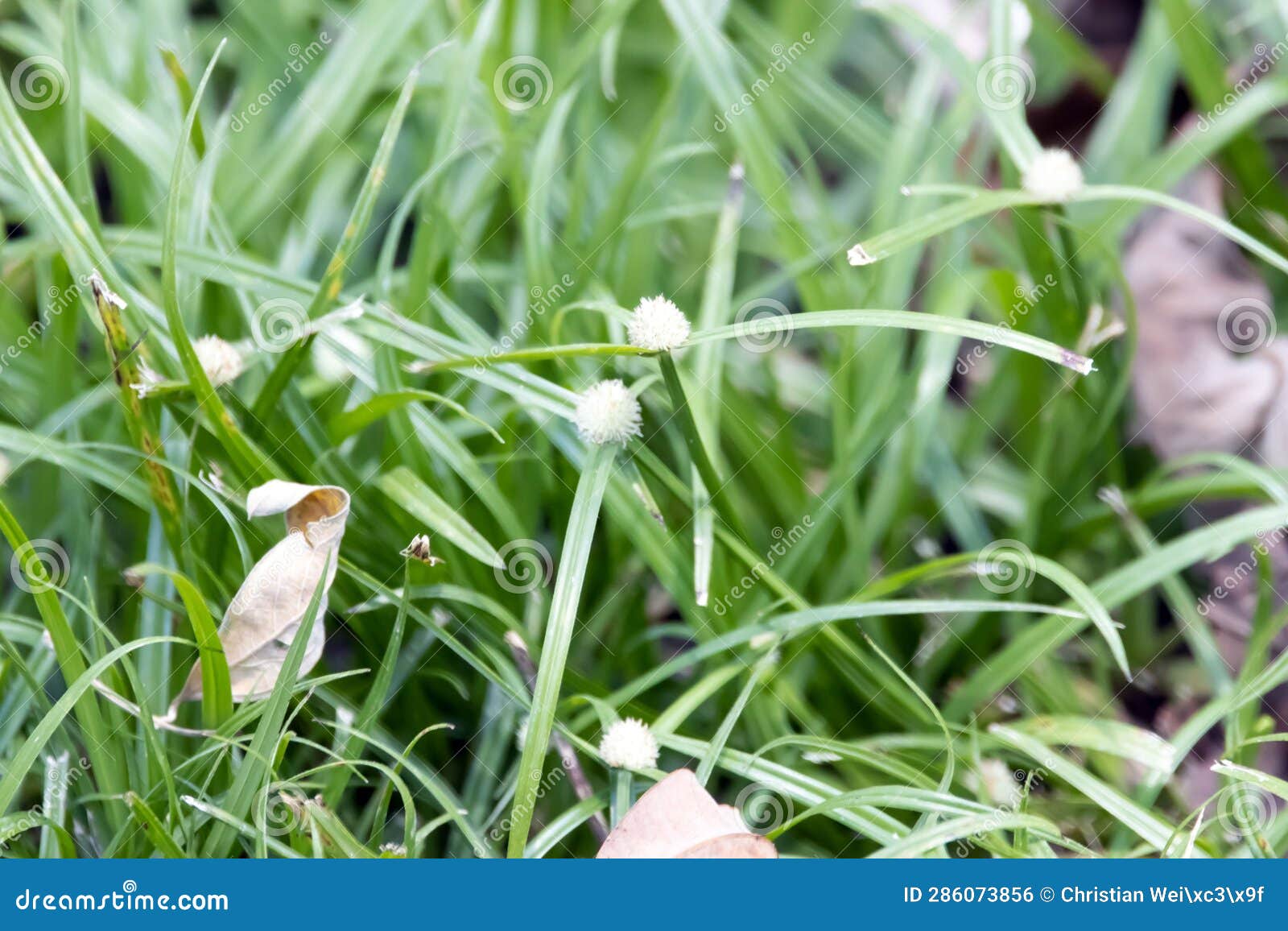 Flowers of the Sedge Cyperus Sesquiflorus Stock Photo - Image of japan ...
