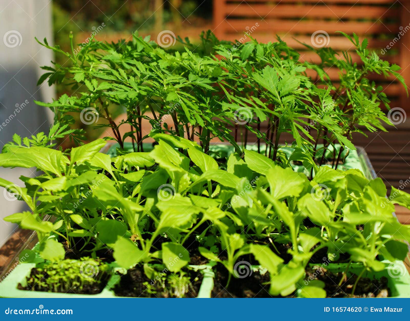 Flowers seedlings stock photo. Image of botany, cultivate - 16574620