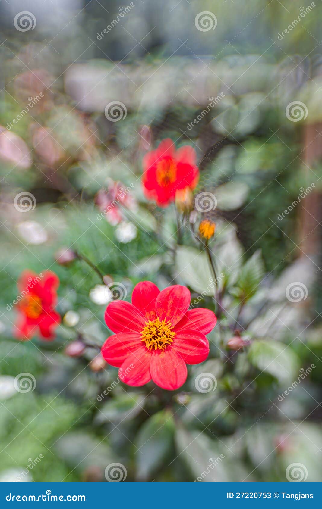 Flowers in selective focus stock image. Image of selective - 27220753
