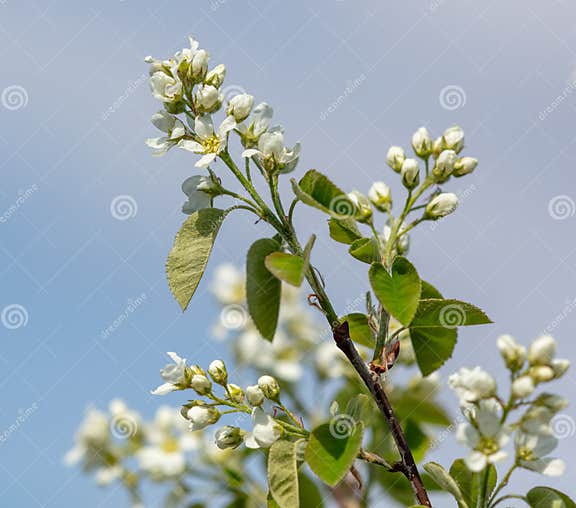 Flowers on the Serviceberry Tree in Spring Stock Image - Image of bloom ...