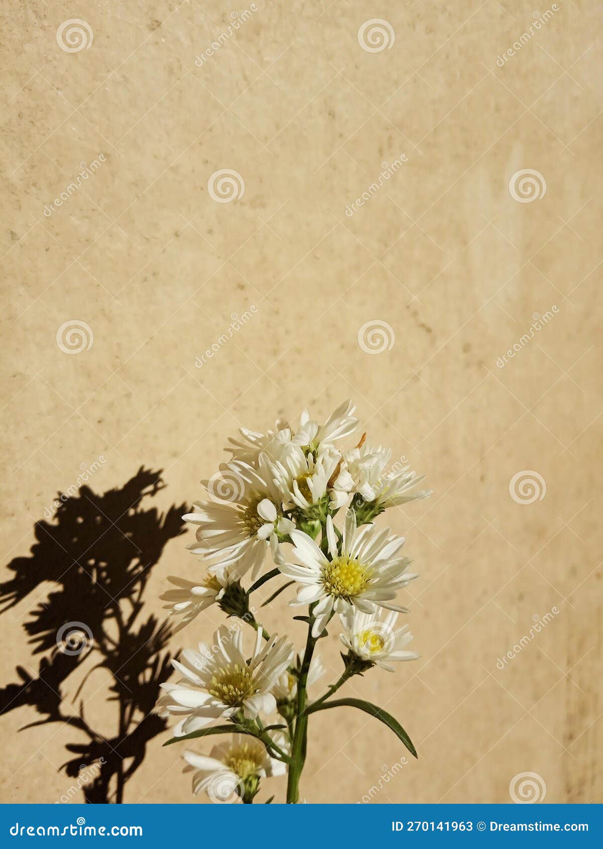 Flowers & shadow stock image. Image of flowers, shadow - 270141963