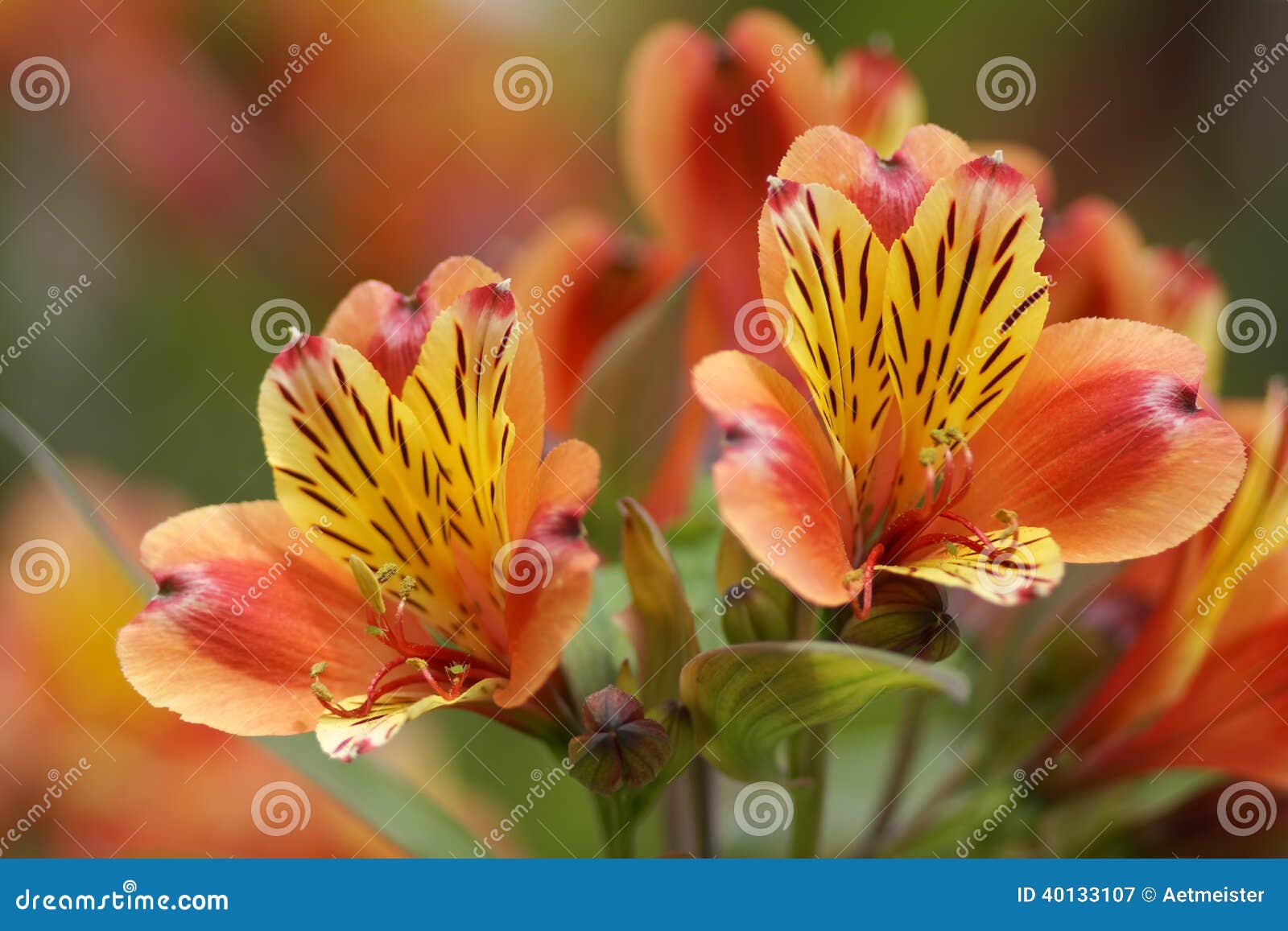Flowers Shallow Depth of Field Stock Image - Image of flower, petal ...