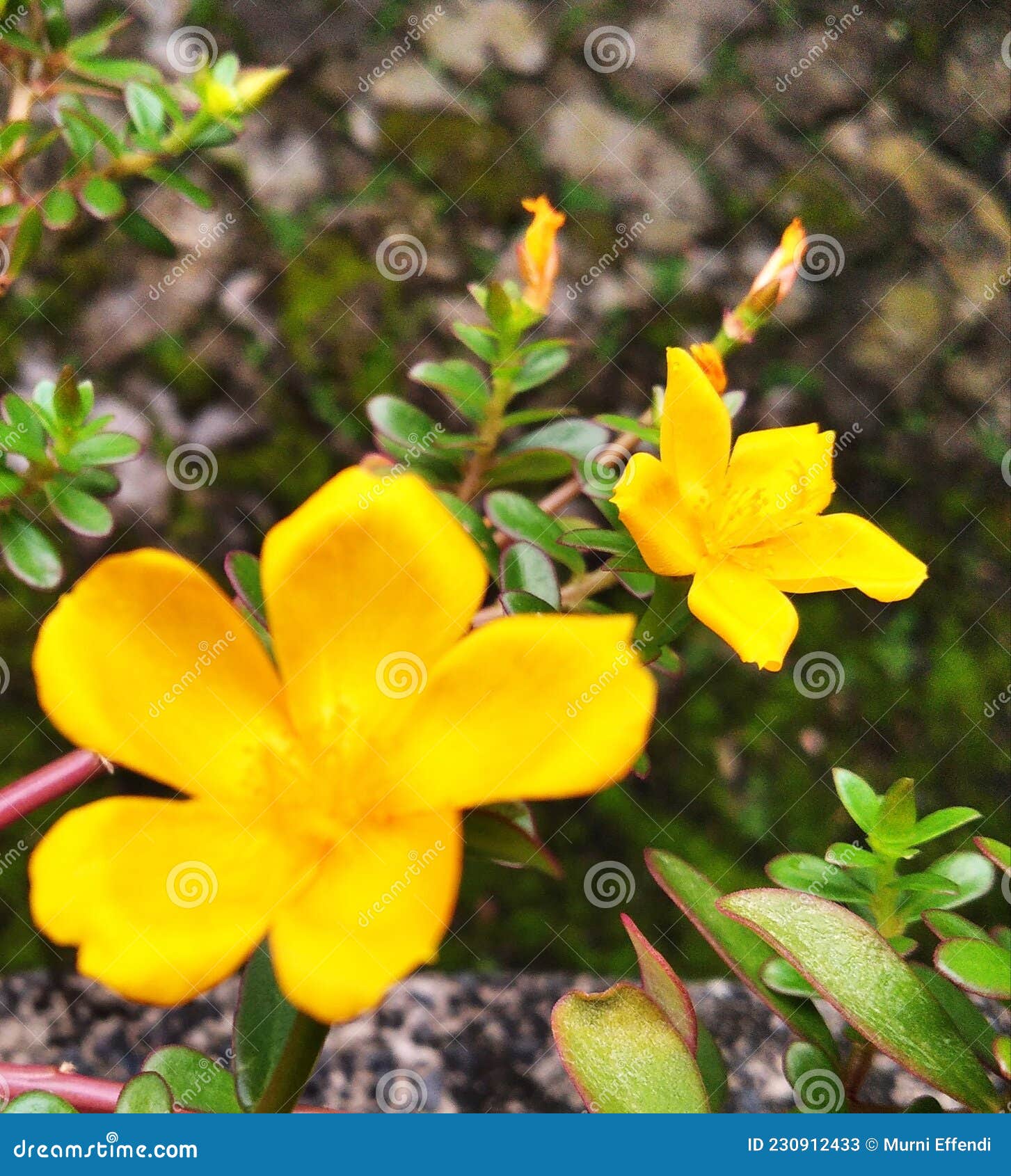 Flowers shine sine stock image. Image of green, meadow - 230912433