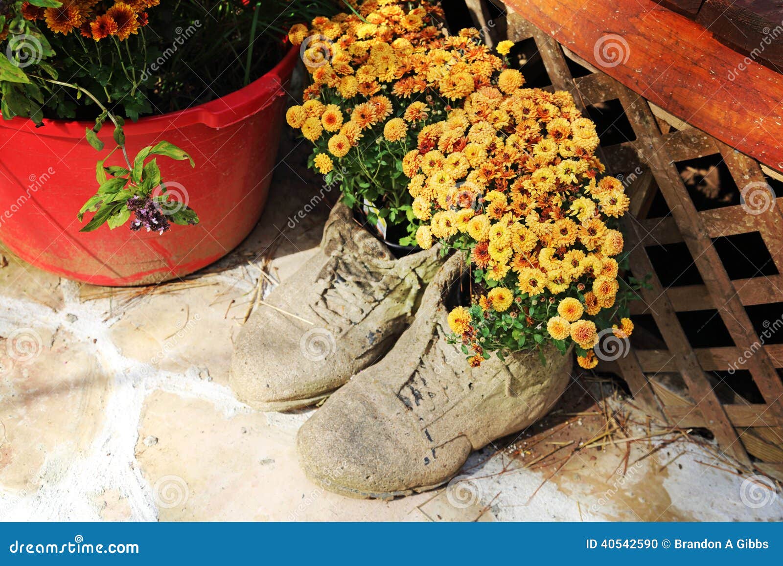 Flowers in Shoe Pot stock photo. Image of ornament, blossom - 40542590