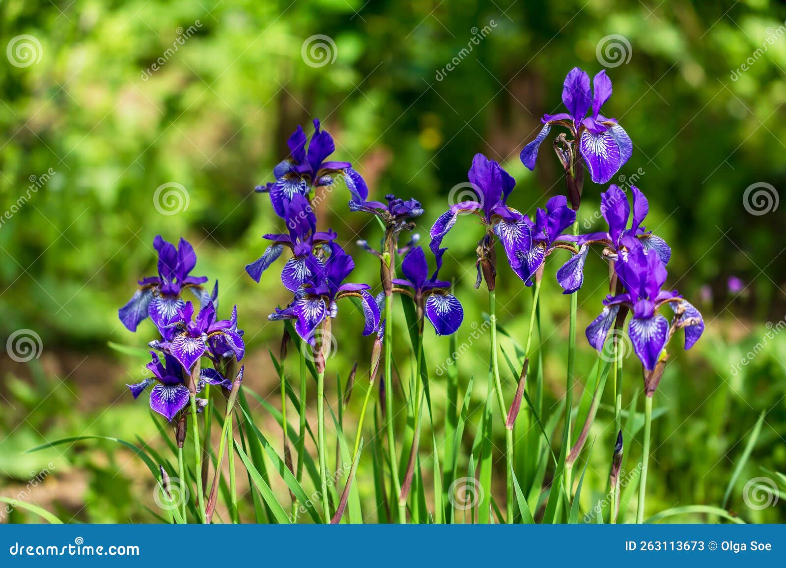 Flowers of Siberian Iris, Iris Sanguinea, Wetted by Rain Stock Image ... Flowers of Siberian Iris, Iris Sanguinea, Wetted by Rain Stock Image ...