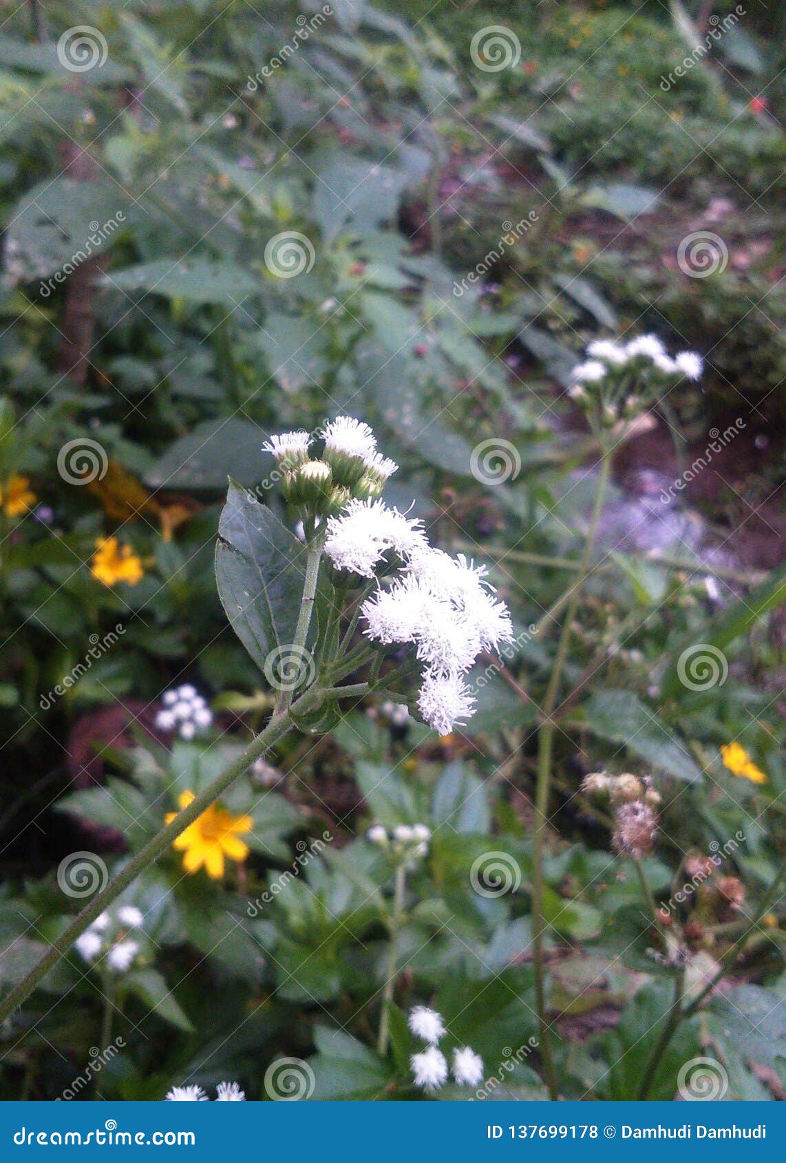 Flowers side a river stock photo. Image of village, side - 137699178