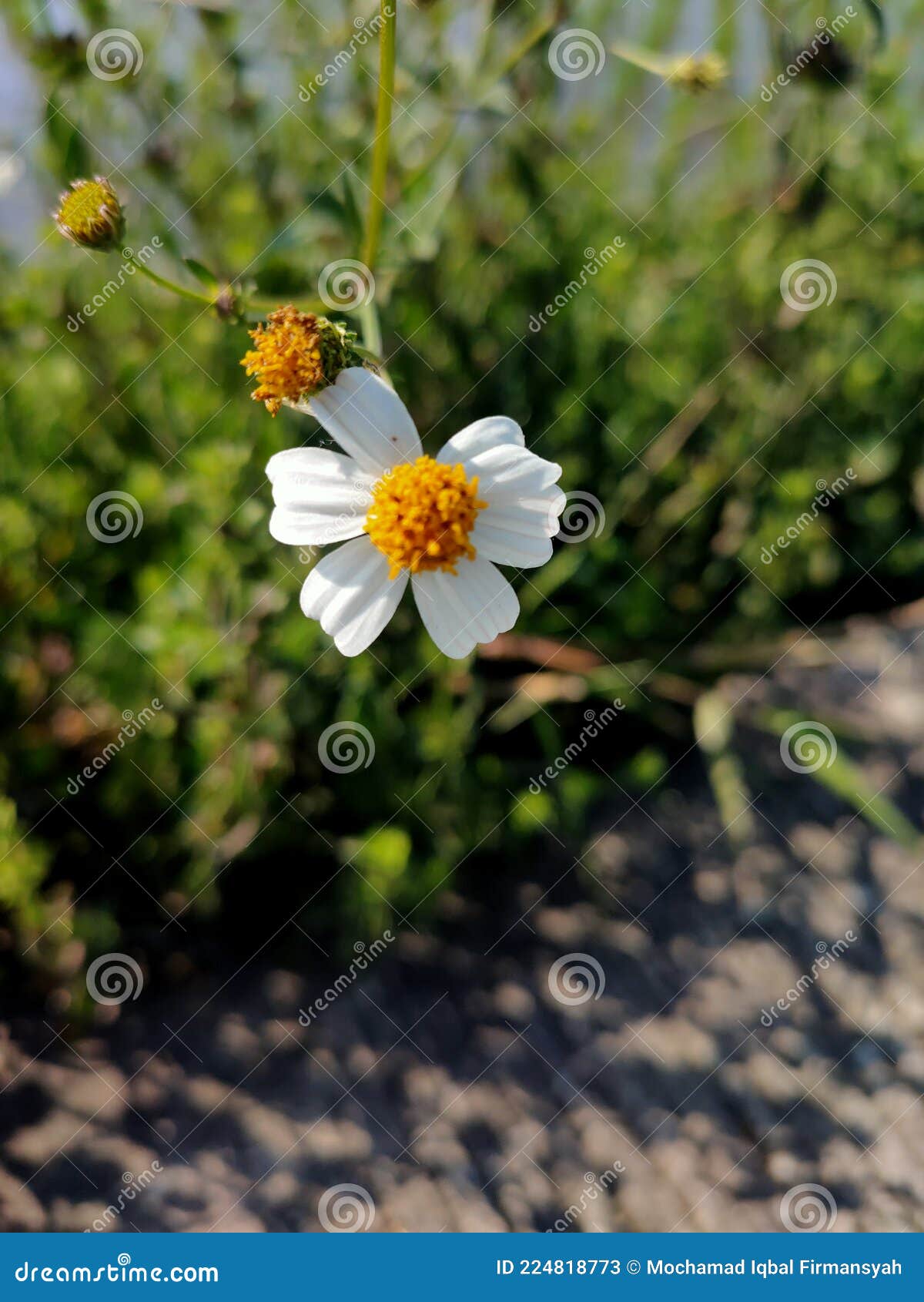 Flowers on the Side of the Road Stock Image - Image of flower, side ...