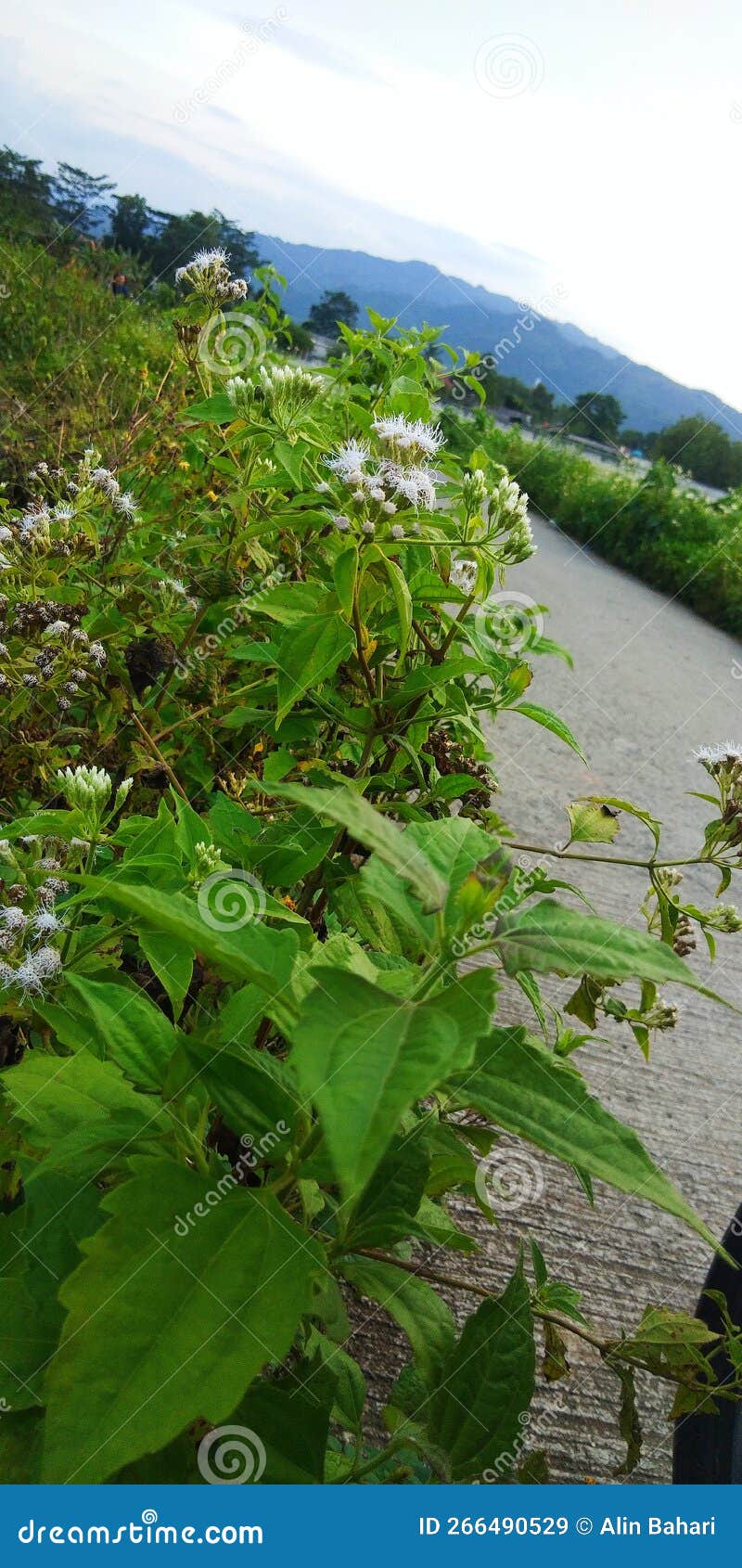Flowers on the Side of the Road Stock Image - Image of road, lawn ...