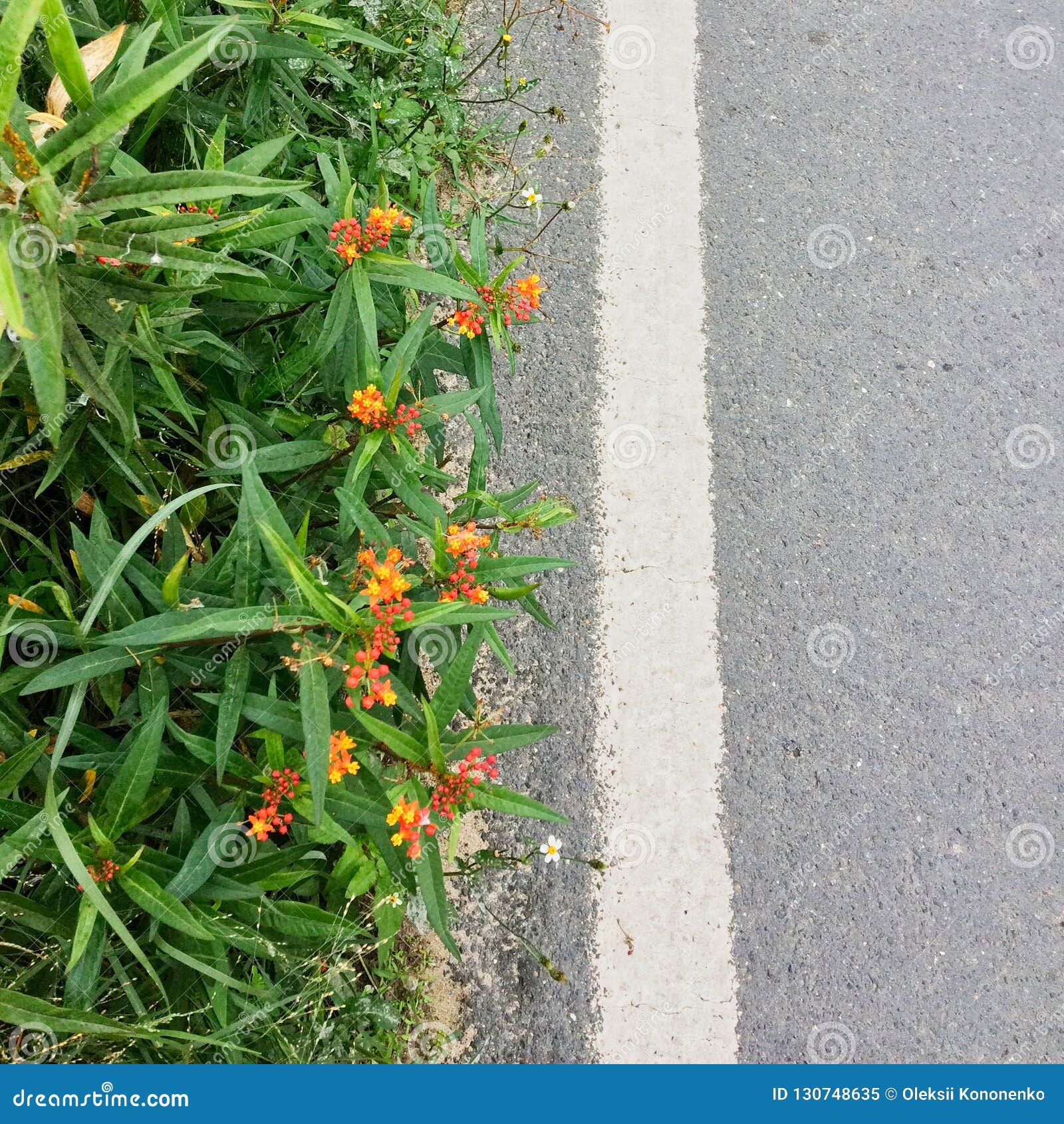 Flowers on the Side of the Road Stock Image - Image of beautiful ...