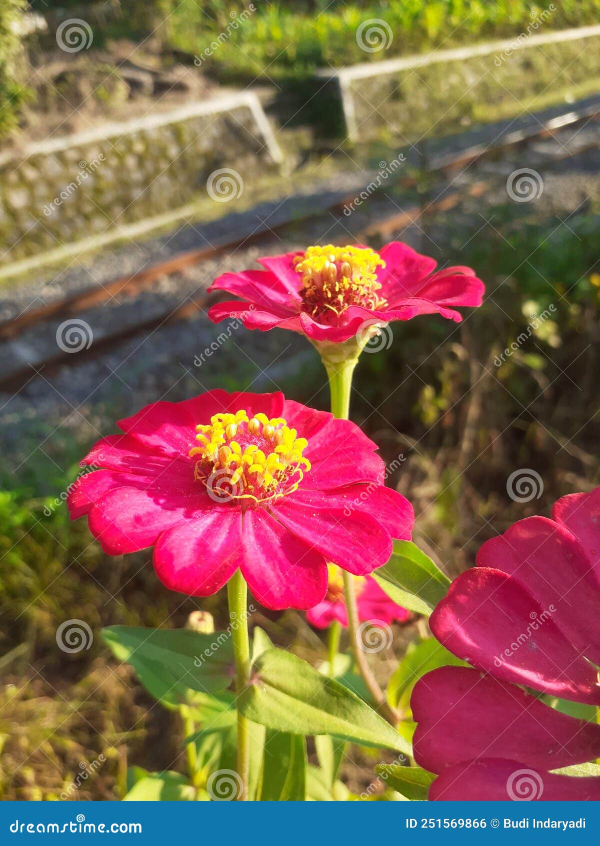Flowers sideways railway stock photo. Image of nature - 251569866