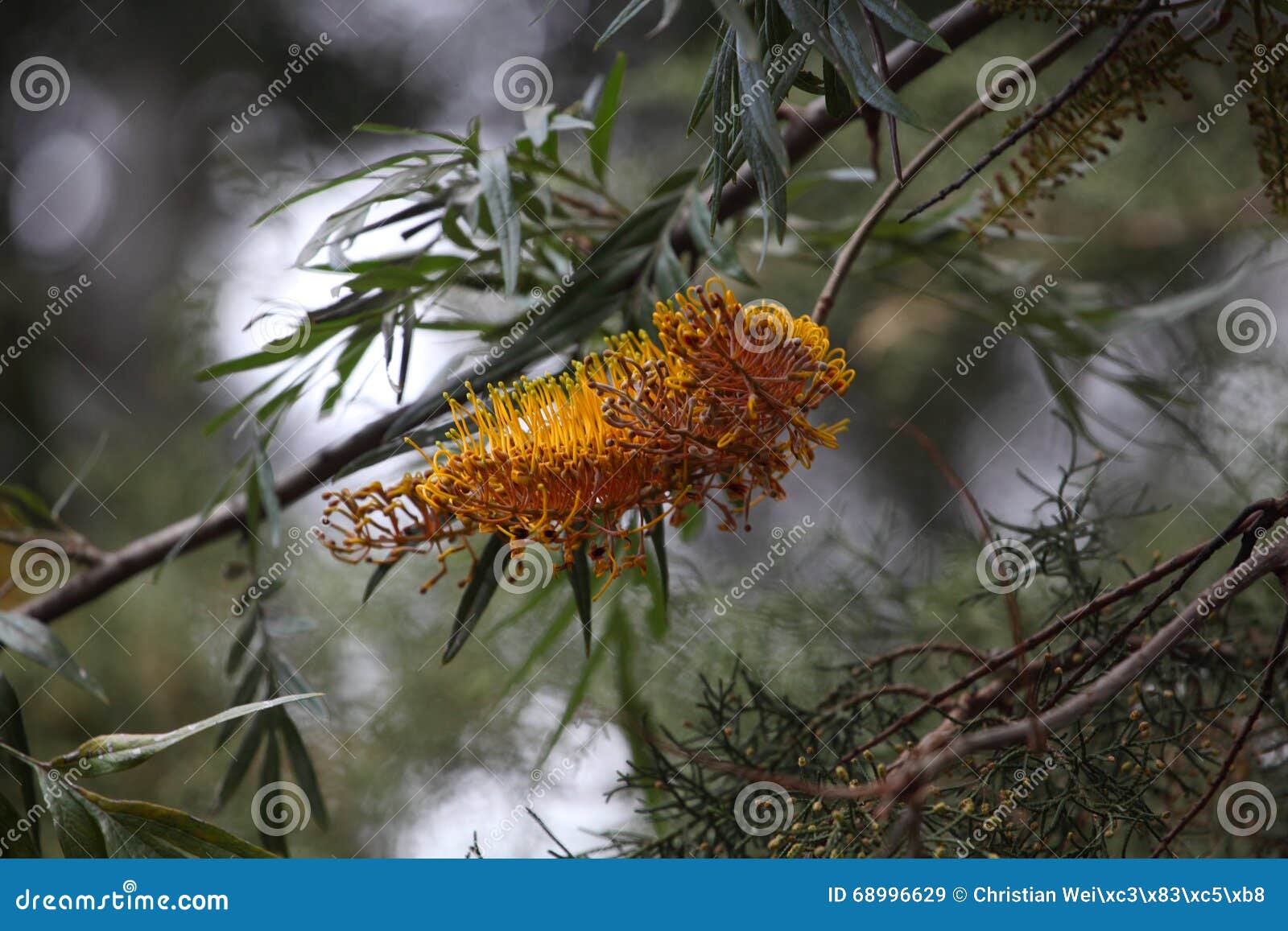 Flowers of a Silky or Silver Oak Tree Stock Image - Image of herb ...