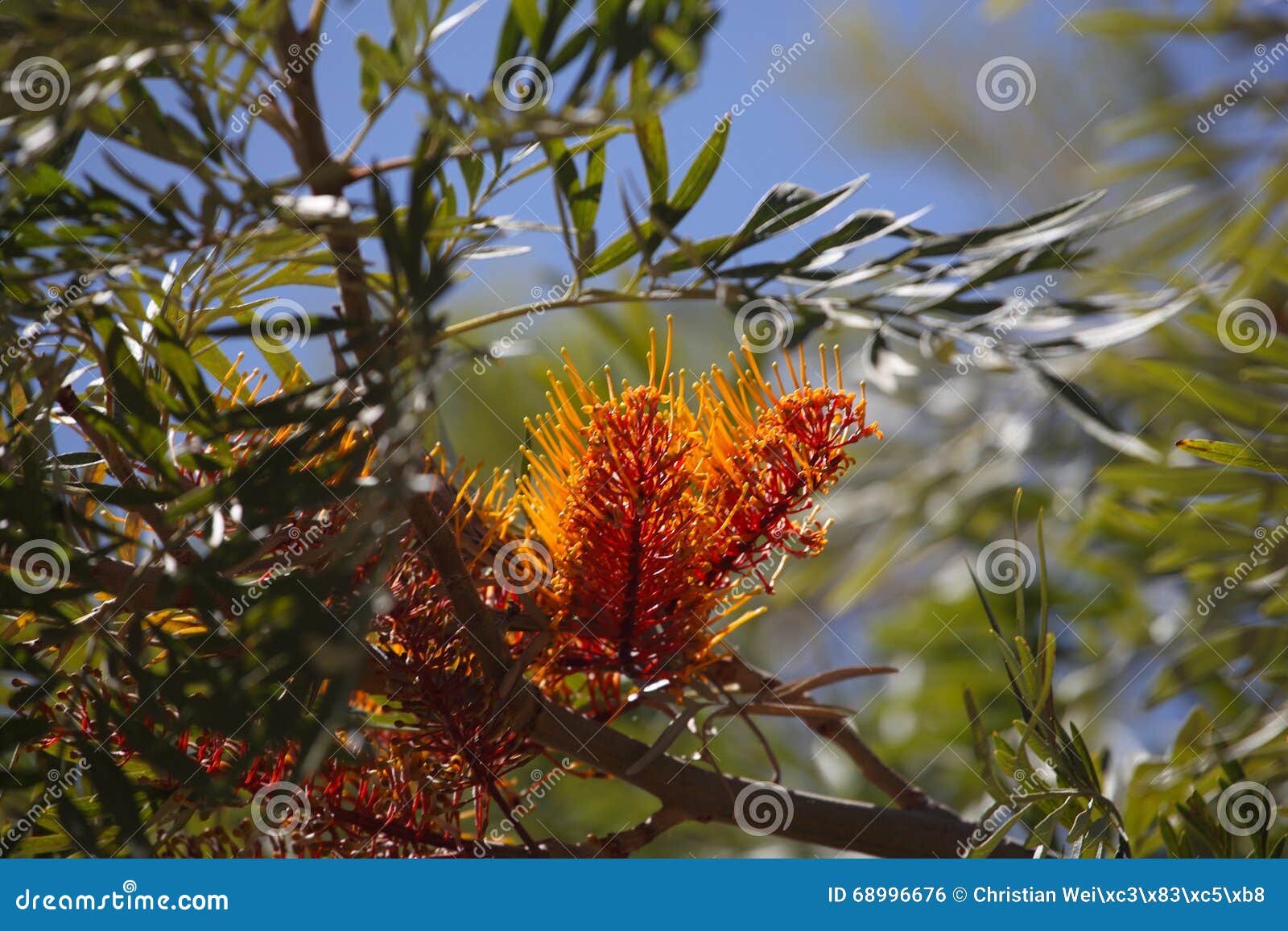 Flowers of a Silky or Silver Oak Tree Stock Photo - Image of ecological ...