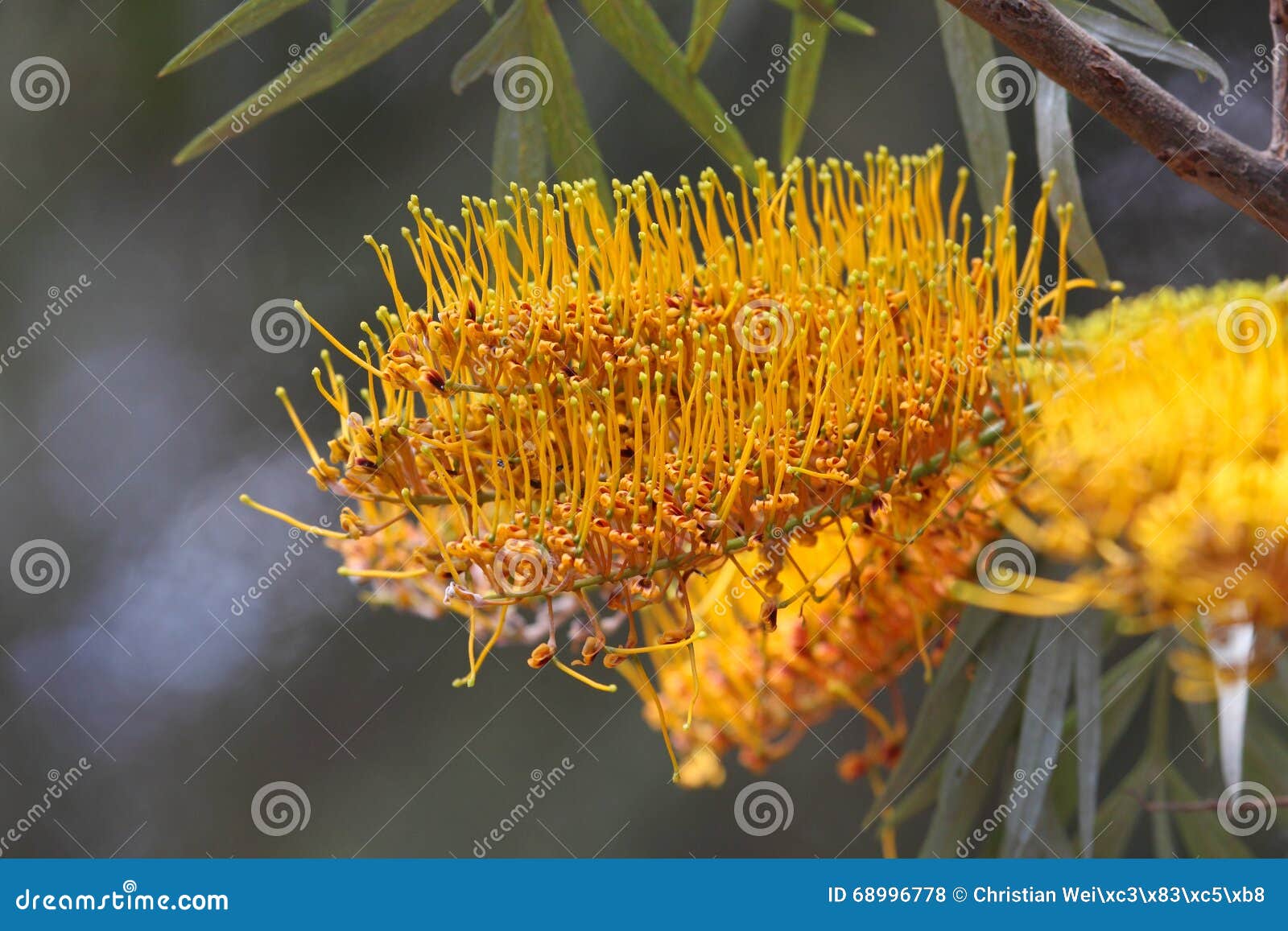 Flowers of a Silky or Silver Oak Tree Stock Photo - Image of plants ...