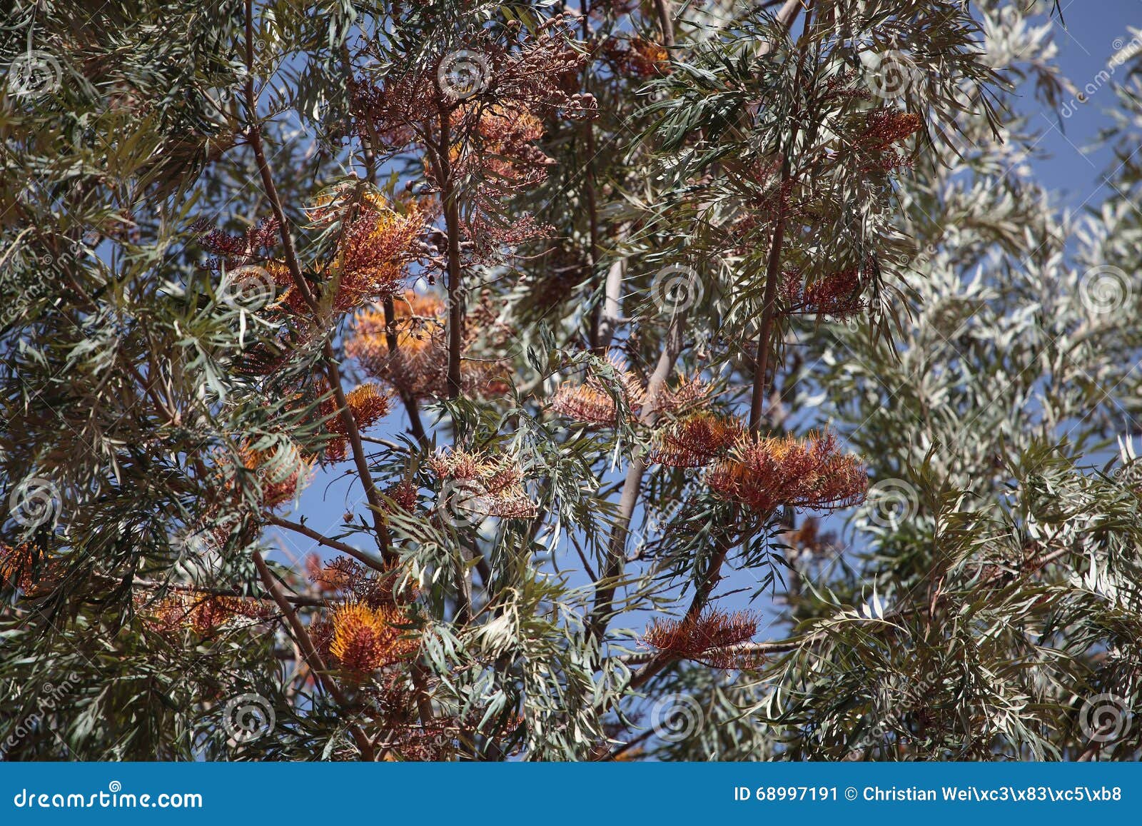 Flowers of a Silky or Silver Oak Tree Stock Image - Image of wild, tree ...